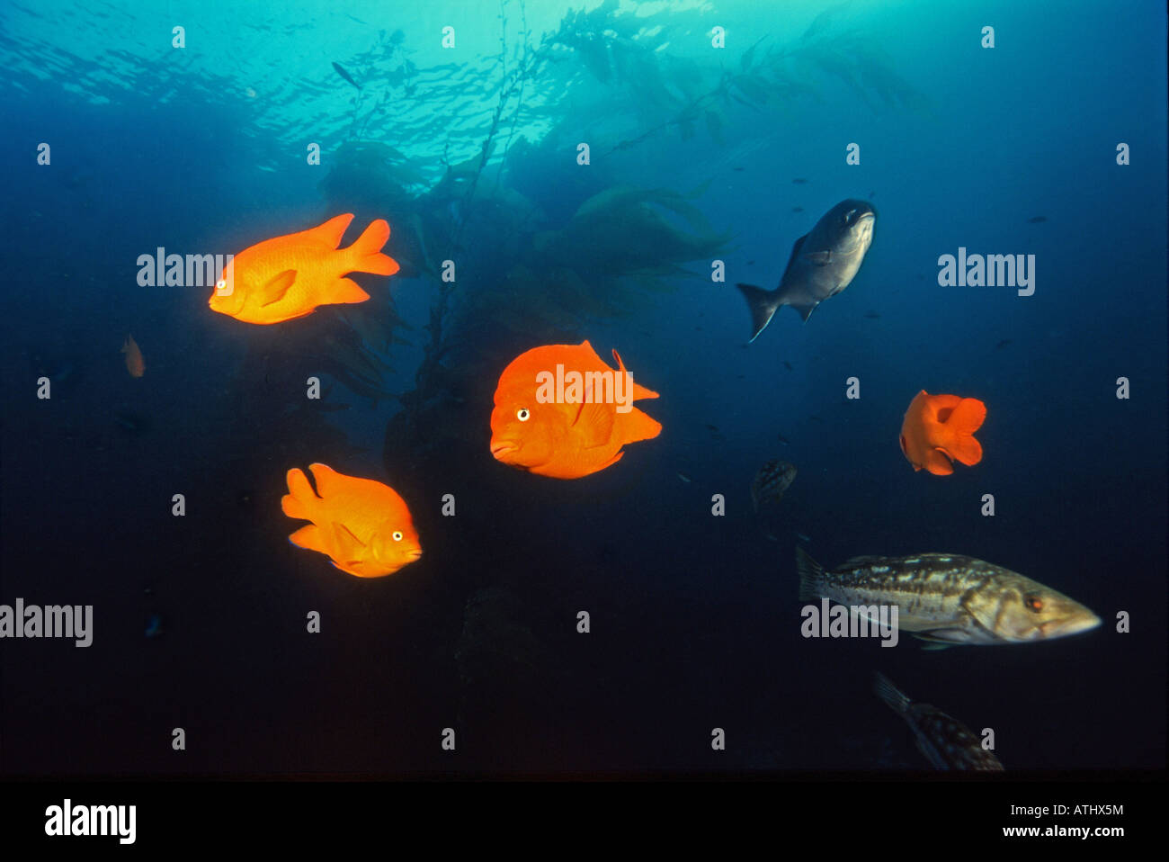 Kelp Forest Fish Species