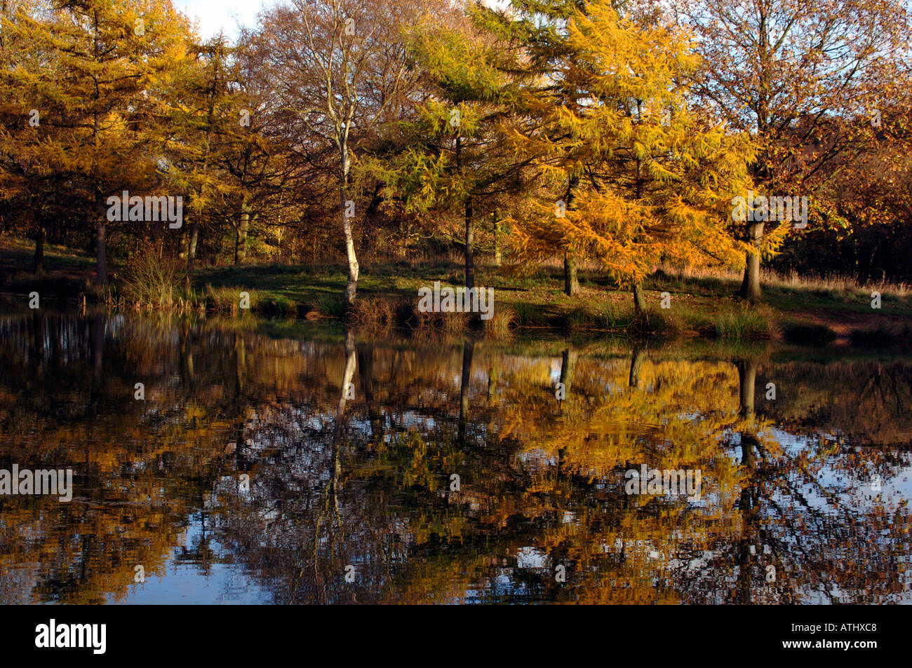 Autumn Trees Reflecting In Pond Water Stock Photo - Alamy