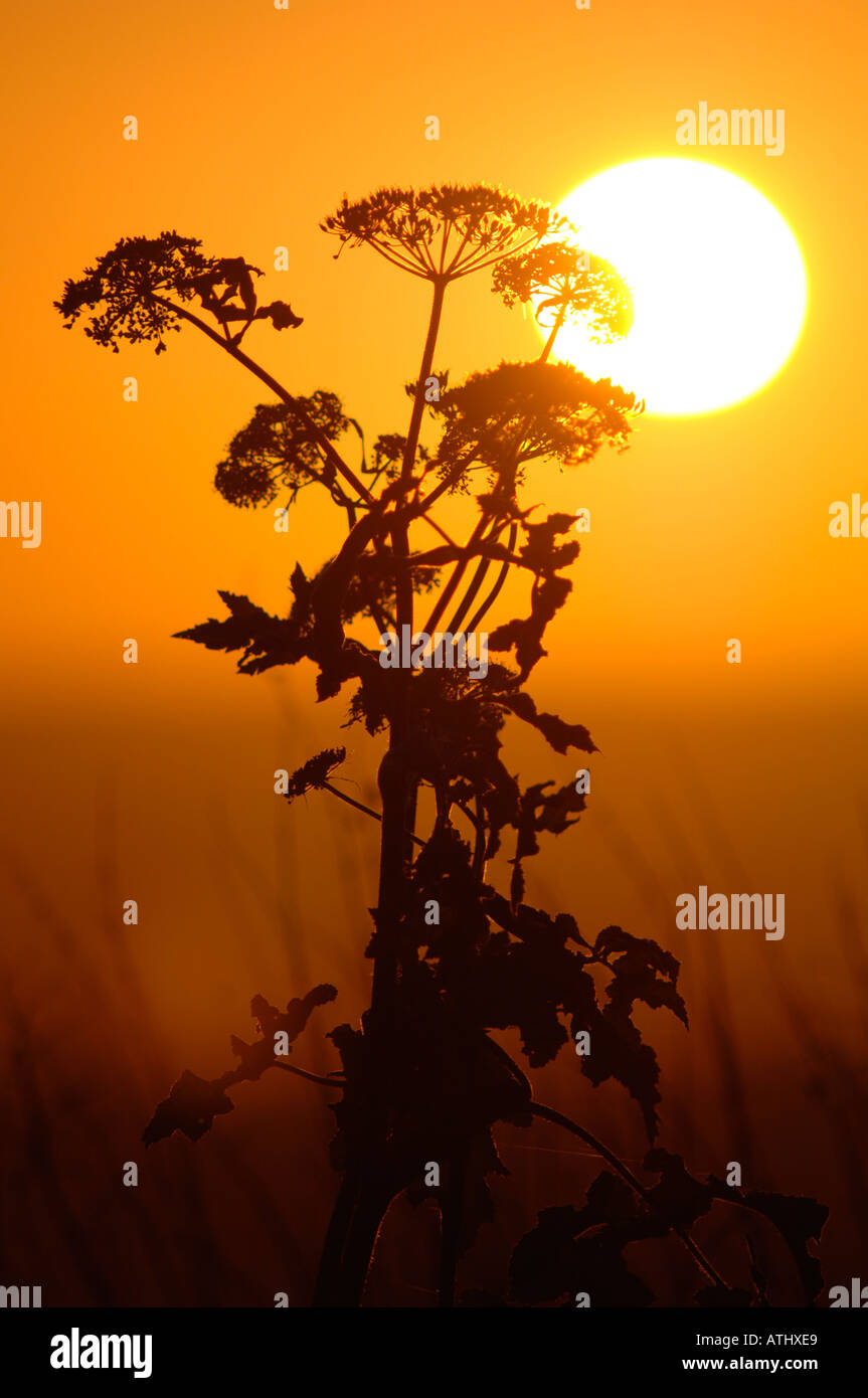 Pignut conopodium majus hi-res stock photography and images - Alamy