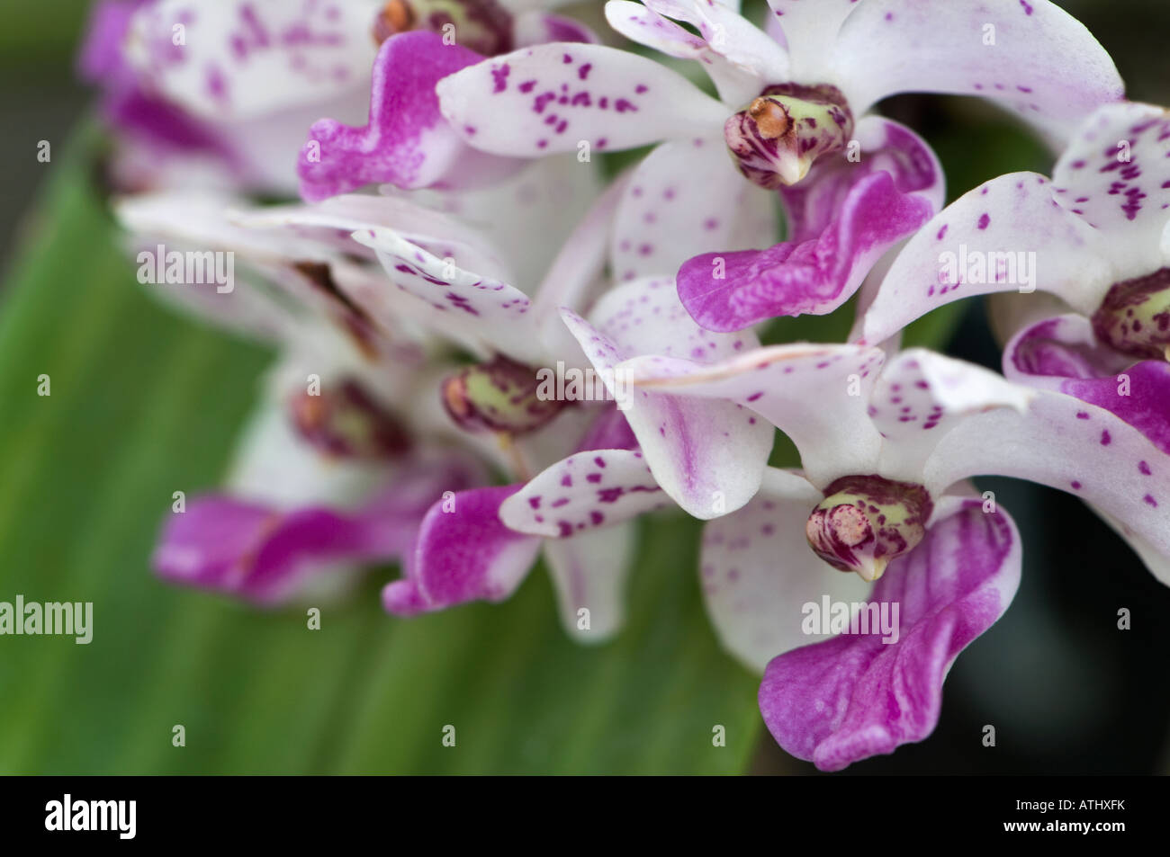 Up close shot of Rhynchostylis coelestis orchid Stock Photo - Alamy