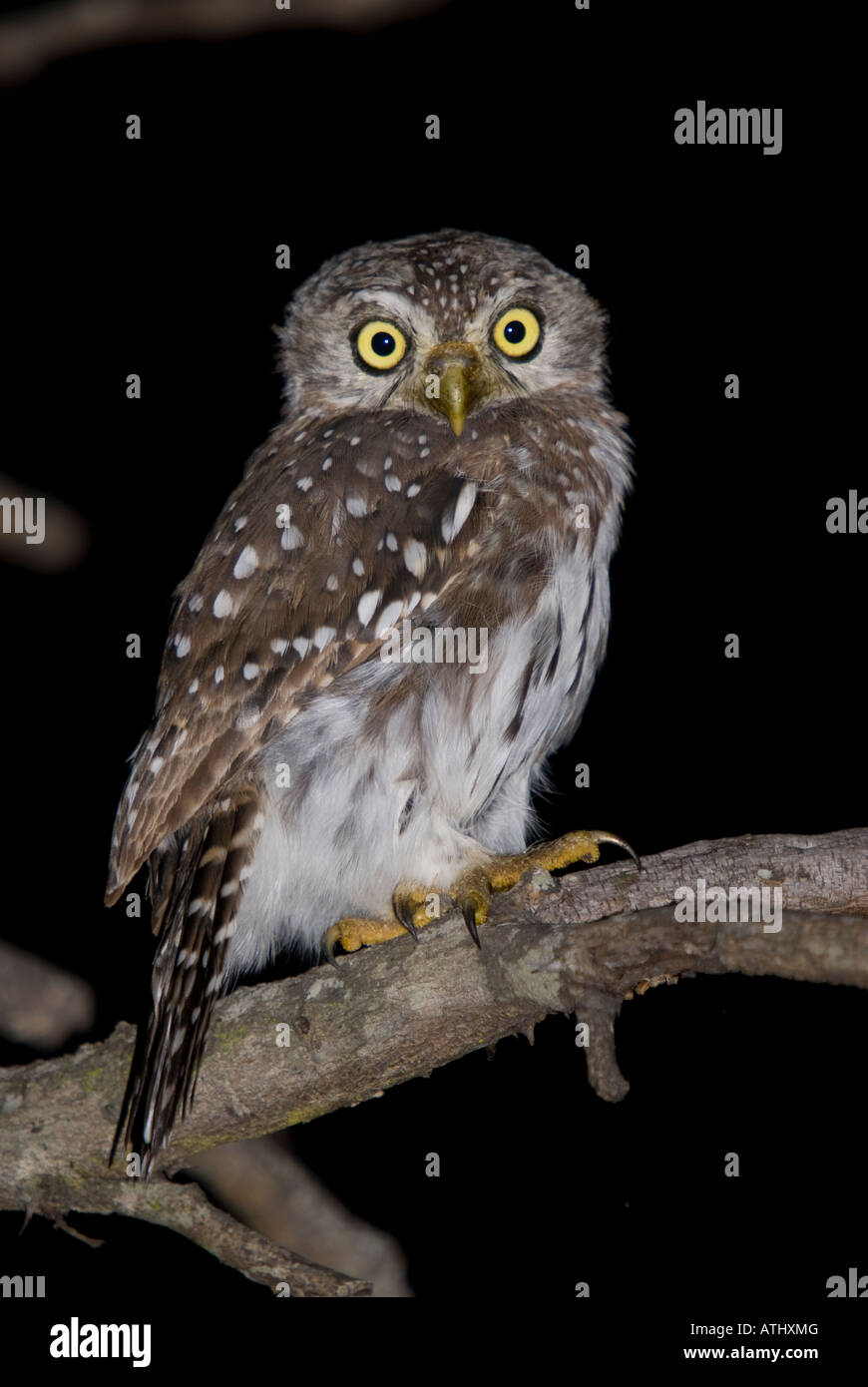 Owl night sky hi-res stock photography and images - Alamy