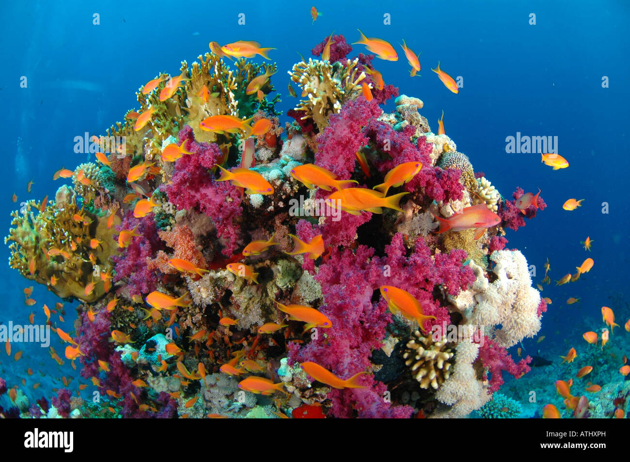 Coral reef Red Sea, , underwater, scuba, diving, ocean, sea, colorful ...