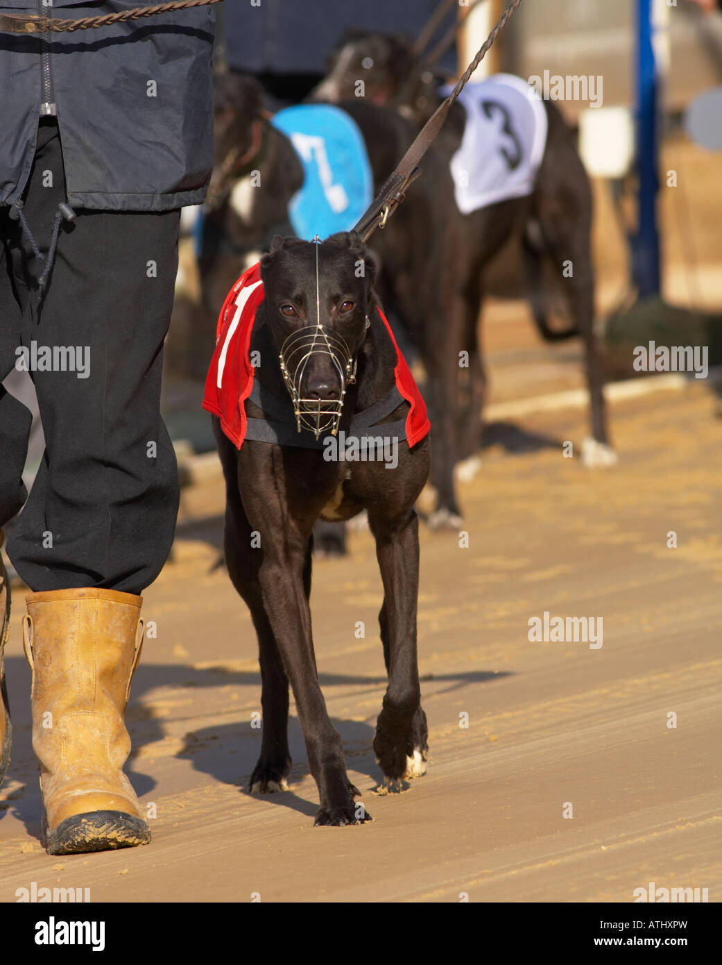 Greyhound race start hi-res stock photography and images - Alamy