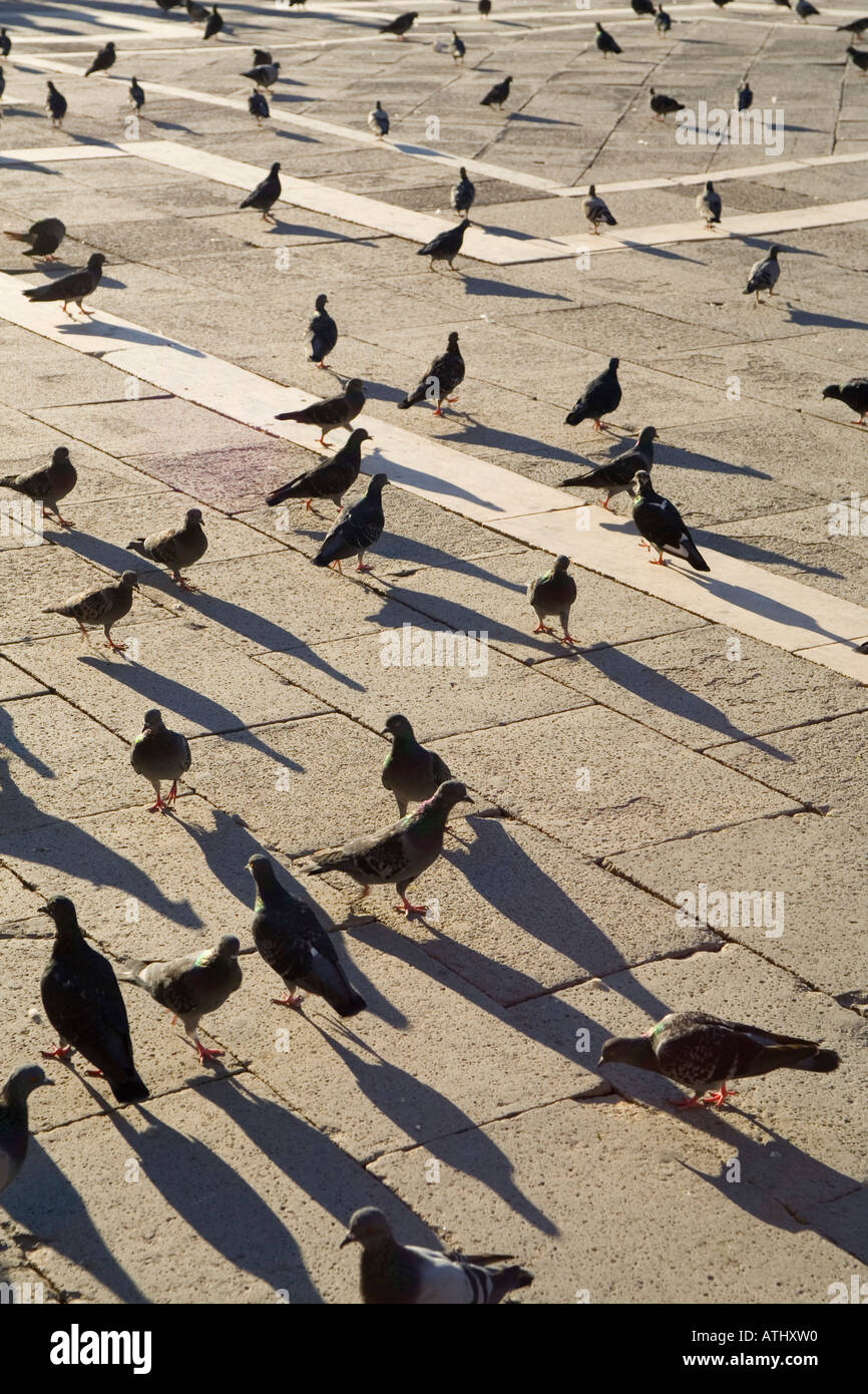 Pigeons at st marks square hi-res stock photography and images - Alamy
