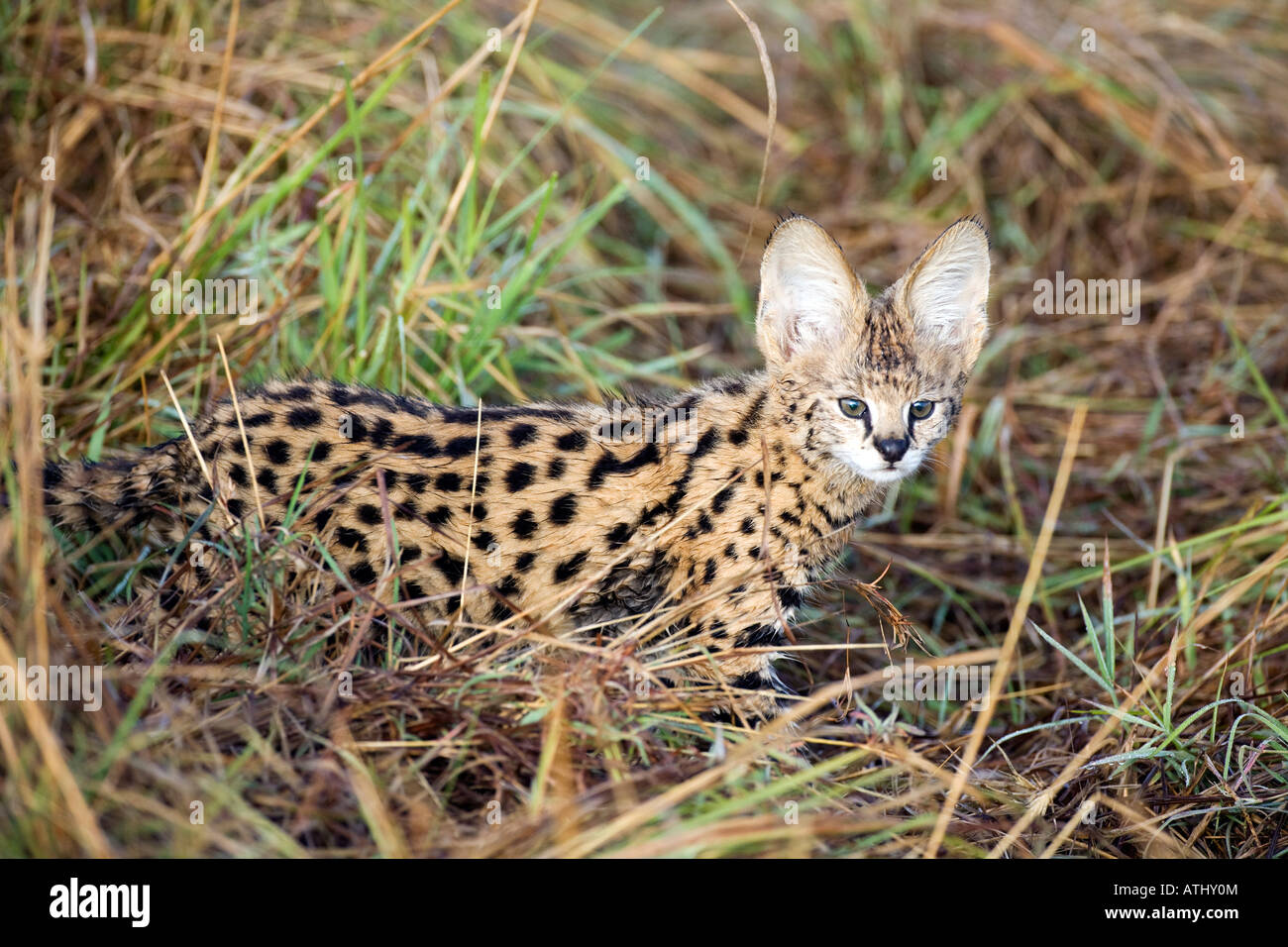 Felinae hi-res stock photography and images - Alamy