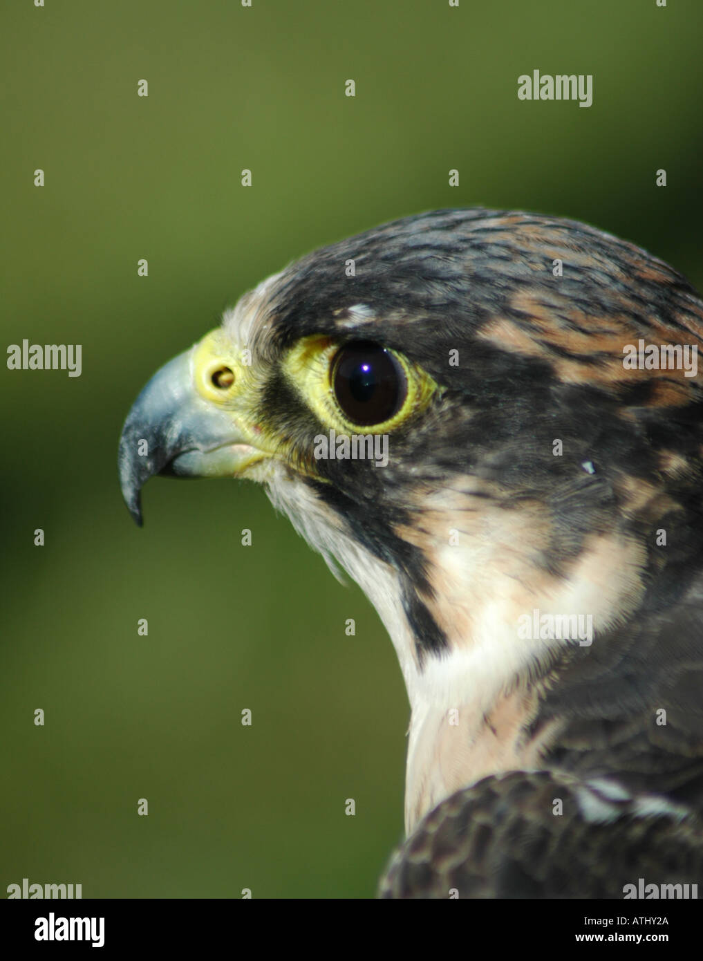 Peregrine falcon cross hi-res stock photography and images - Alamy