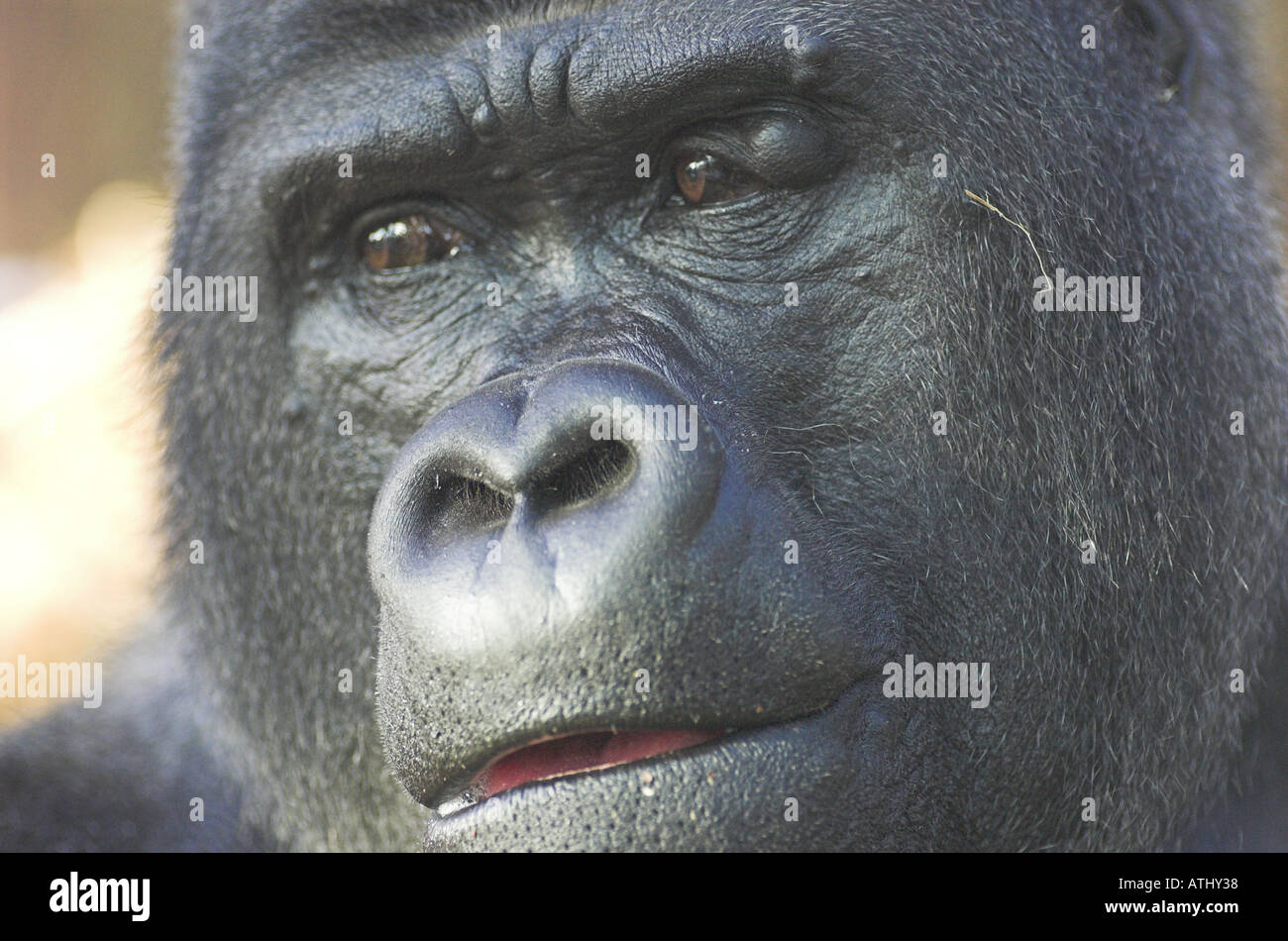Silver male face hi-res stock photography and images - Alamy