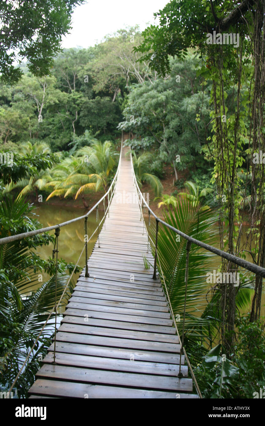 A hanging bridge crosses a small waterway in a lush tropical forest at ...