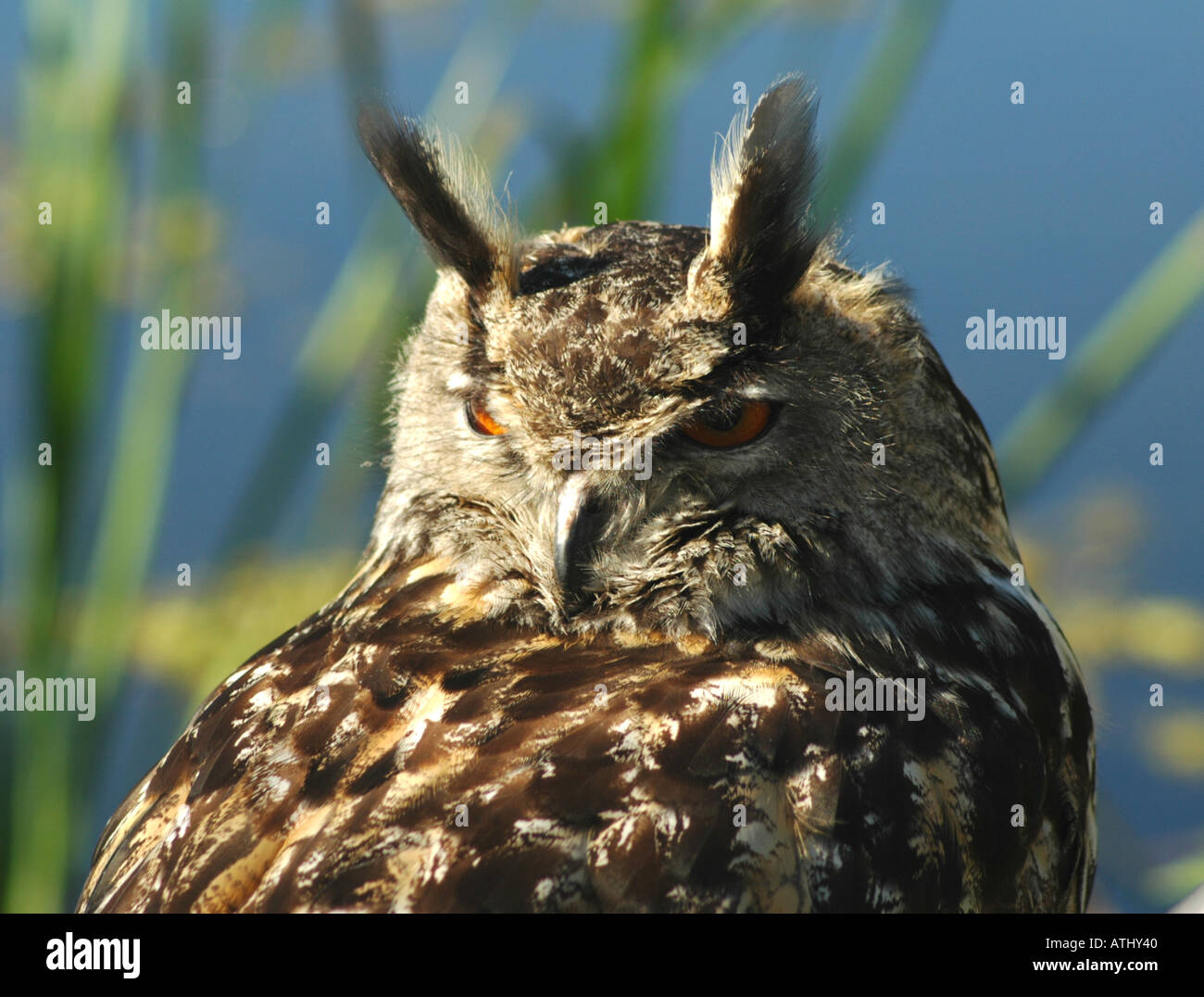 Beautiful portrait european eagle owl hi-res stock photography and ...