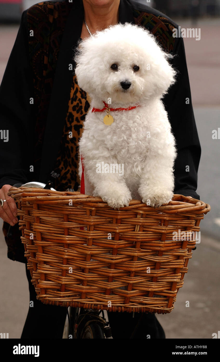 Bichon Frise Sparkey arriving at The Discover Dogs show in Earls Court ...