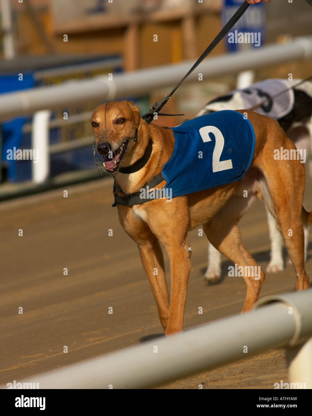 Greyhound race start hi-res stock photography and images - Alamy