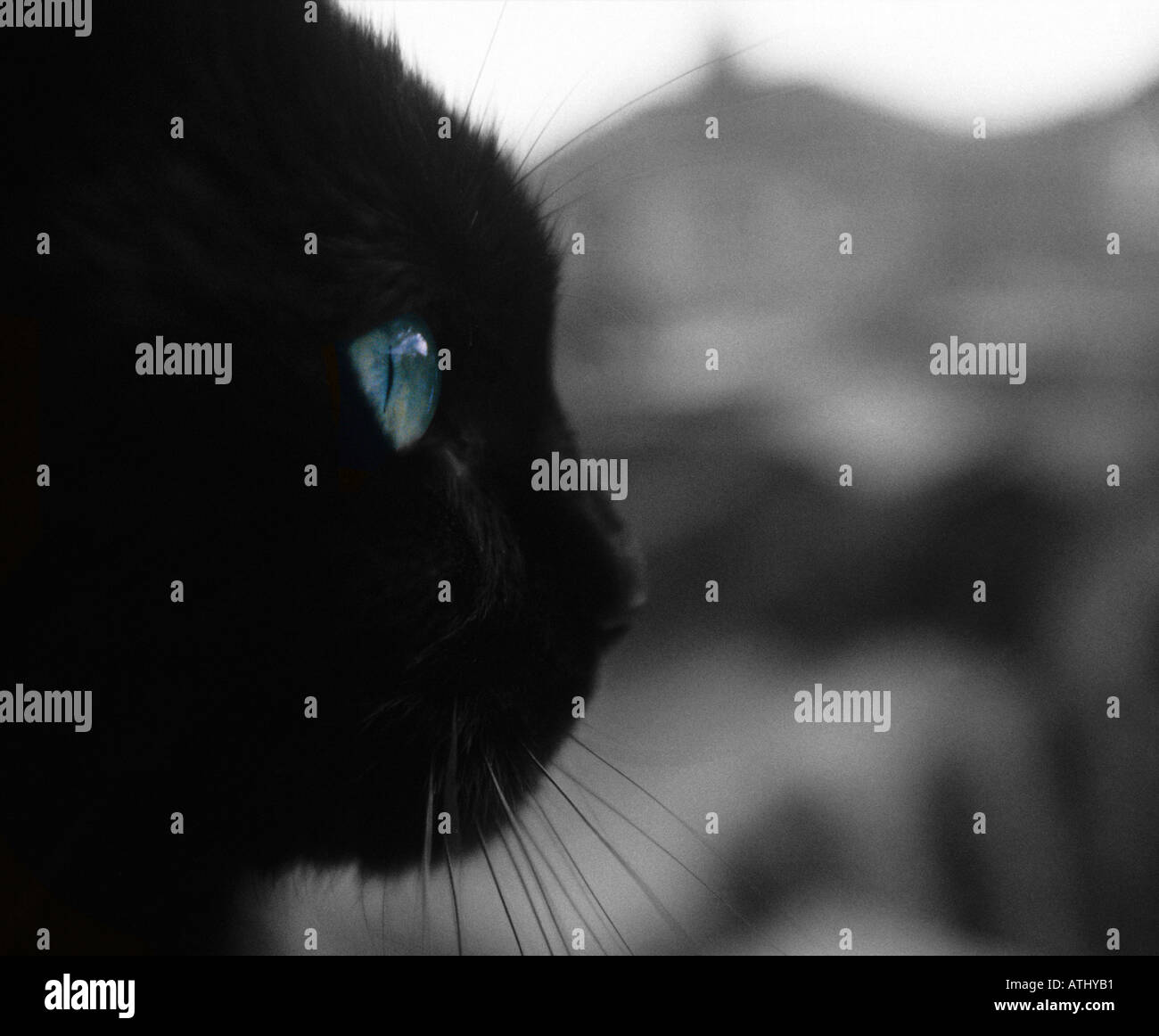 Black Cat Profile Stock Photo - Alamy