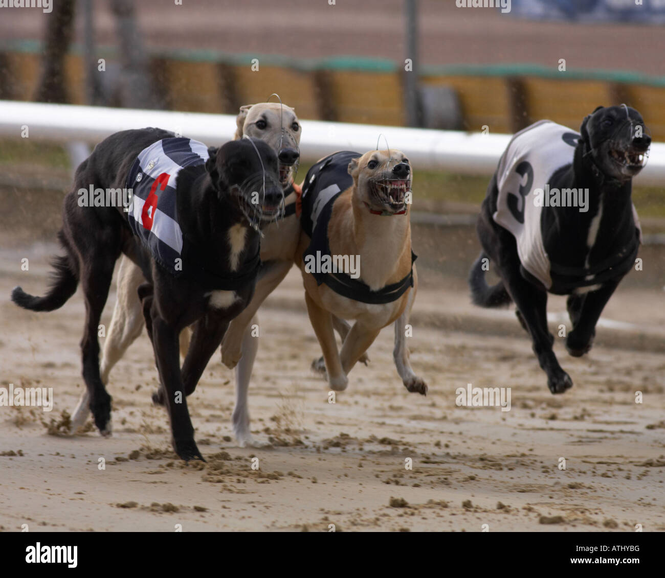 Greyhounds racing hi-res stock photography and images - Alamy