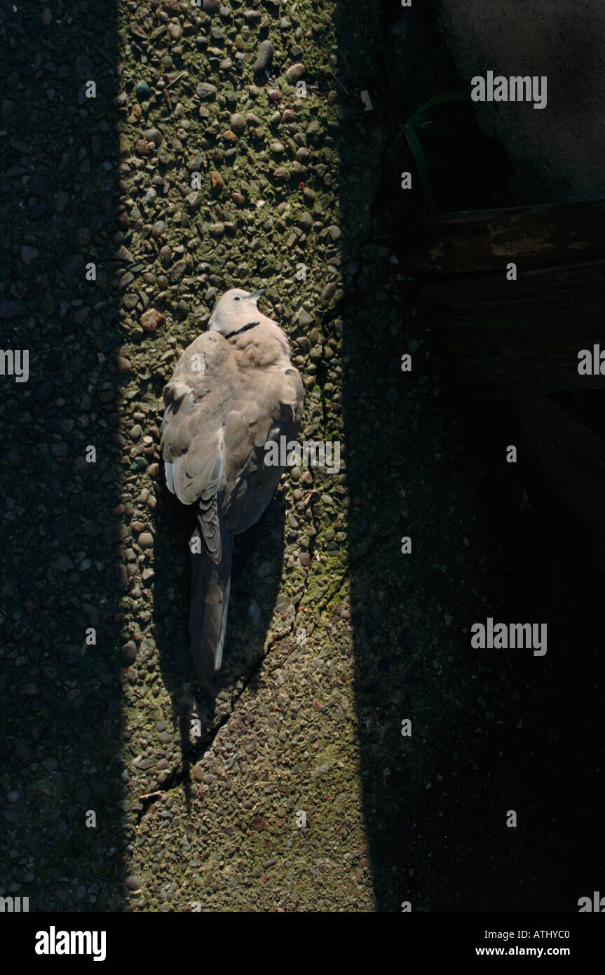 Dead Dove High Resolution Stock Photography and Images - Alamy