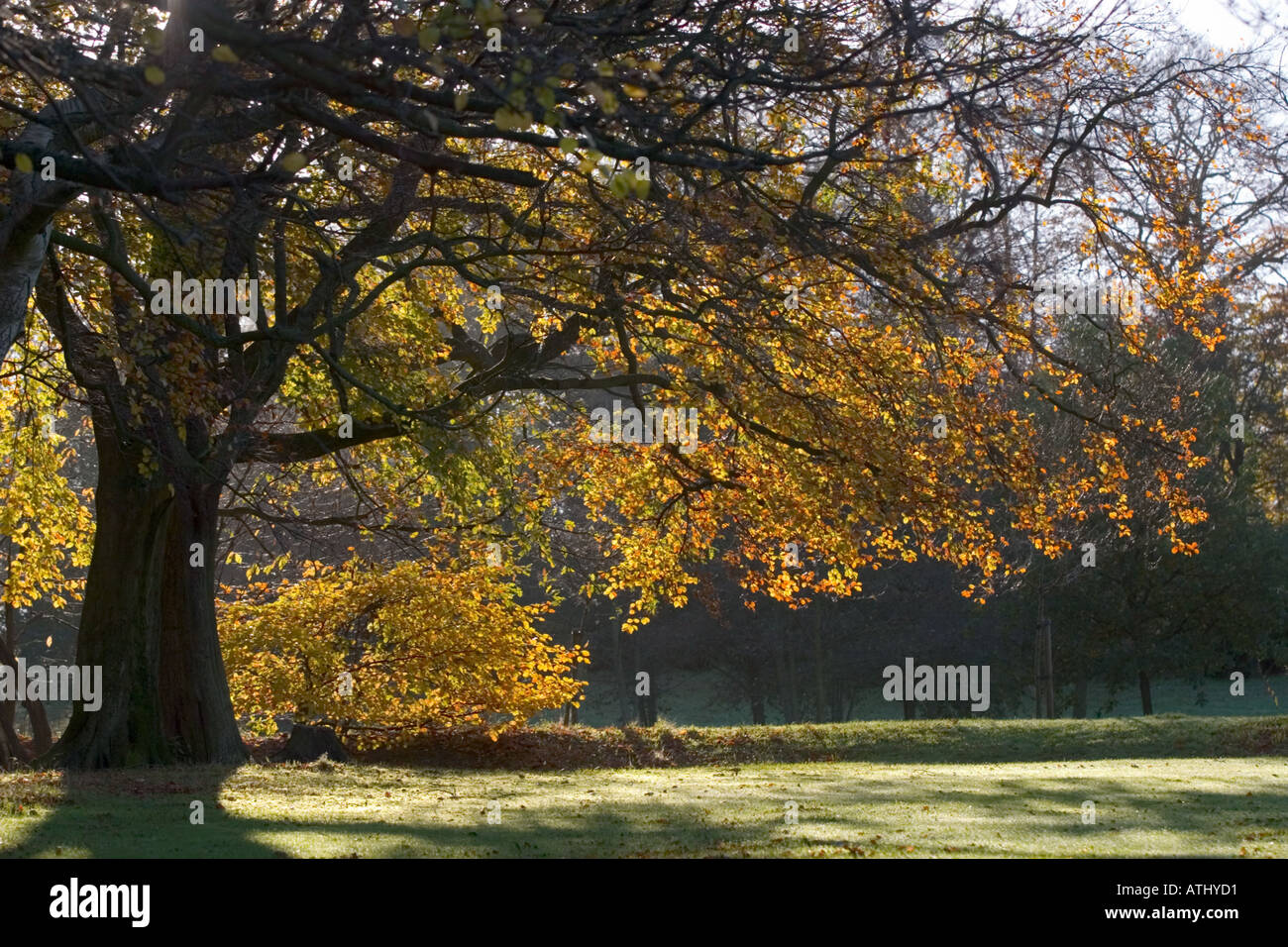 Beech tree in Queens Park Glasgow Stock Photo - Alamy