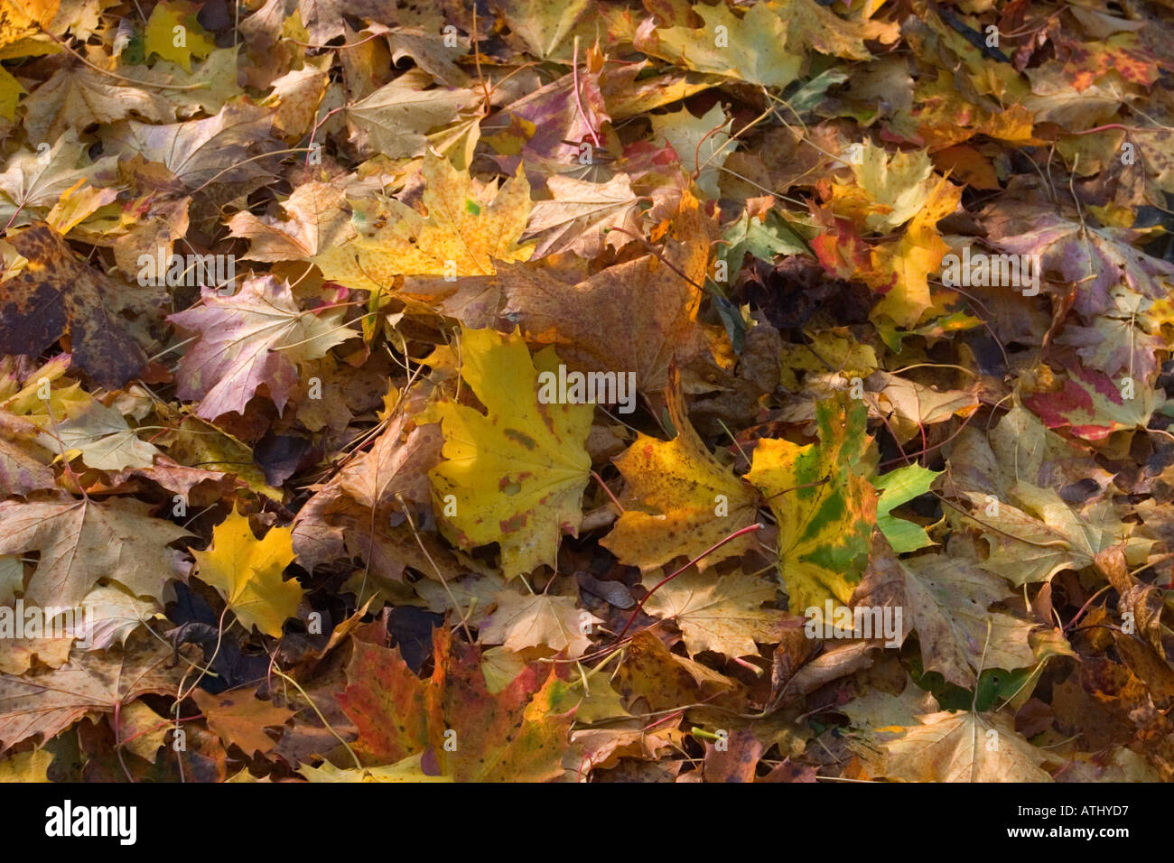 Fallen maple leaves Stock Photo - Alamy