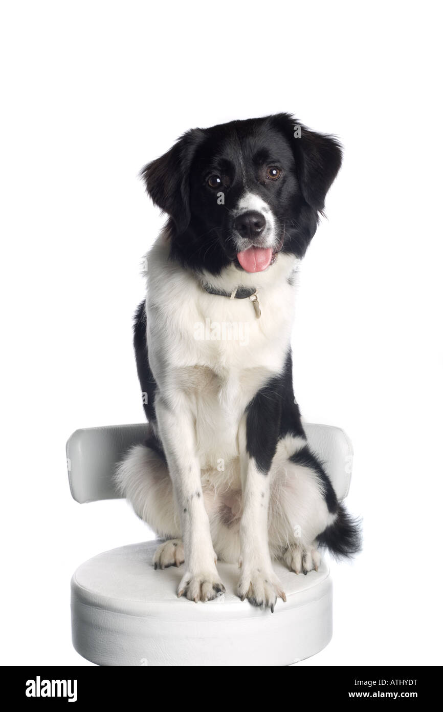 border collie dog sitting on a chair and looking into the camera Stock ...