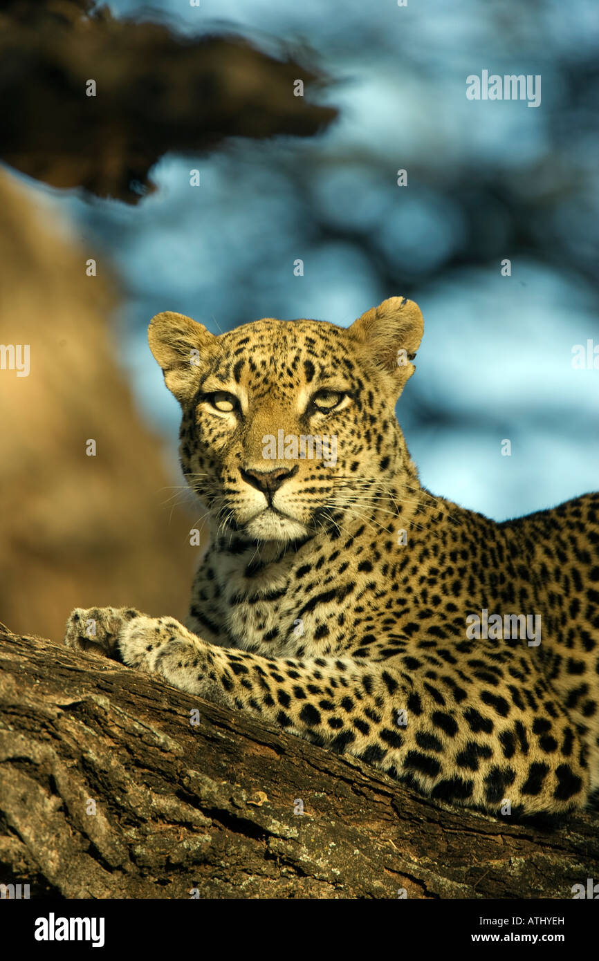 Leopard (panthera pardus) in tree , Samburu, Kenya Stock Photo - Alamy