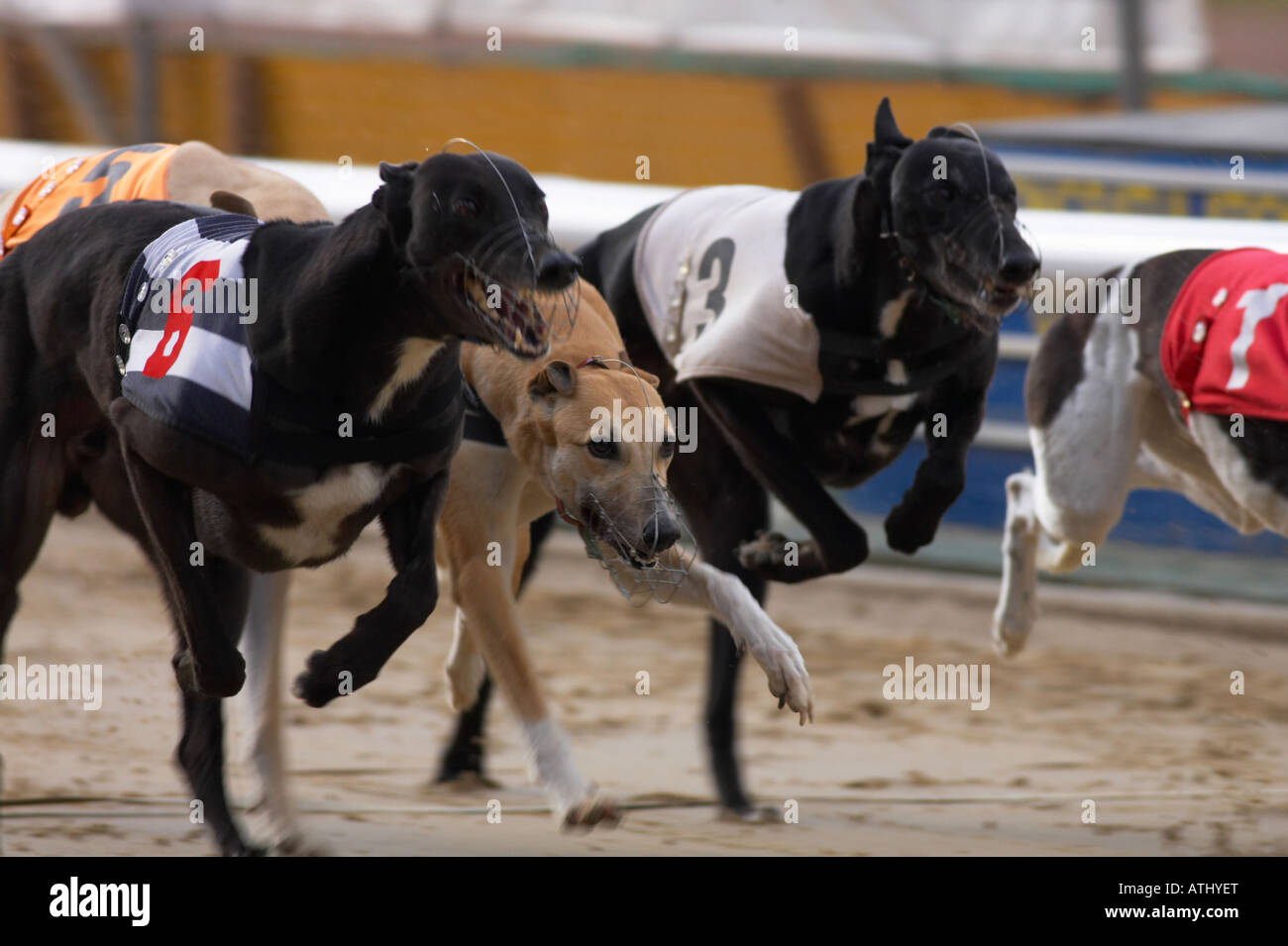 Greyhounds muzzle hi-res stock photography and images - Alamy