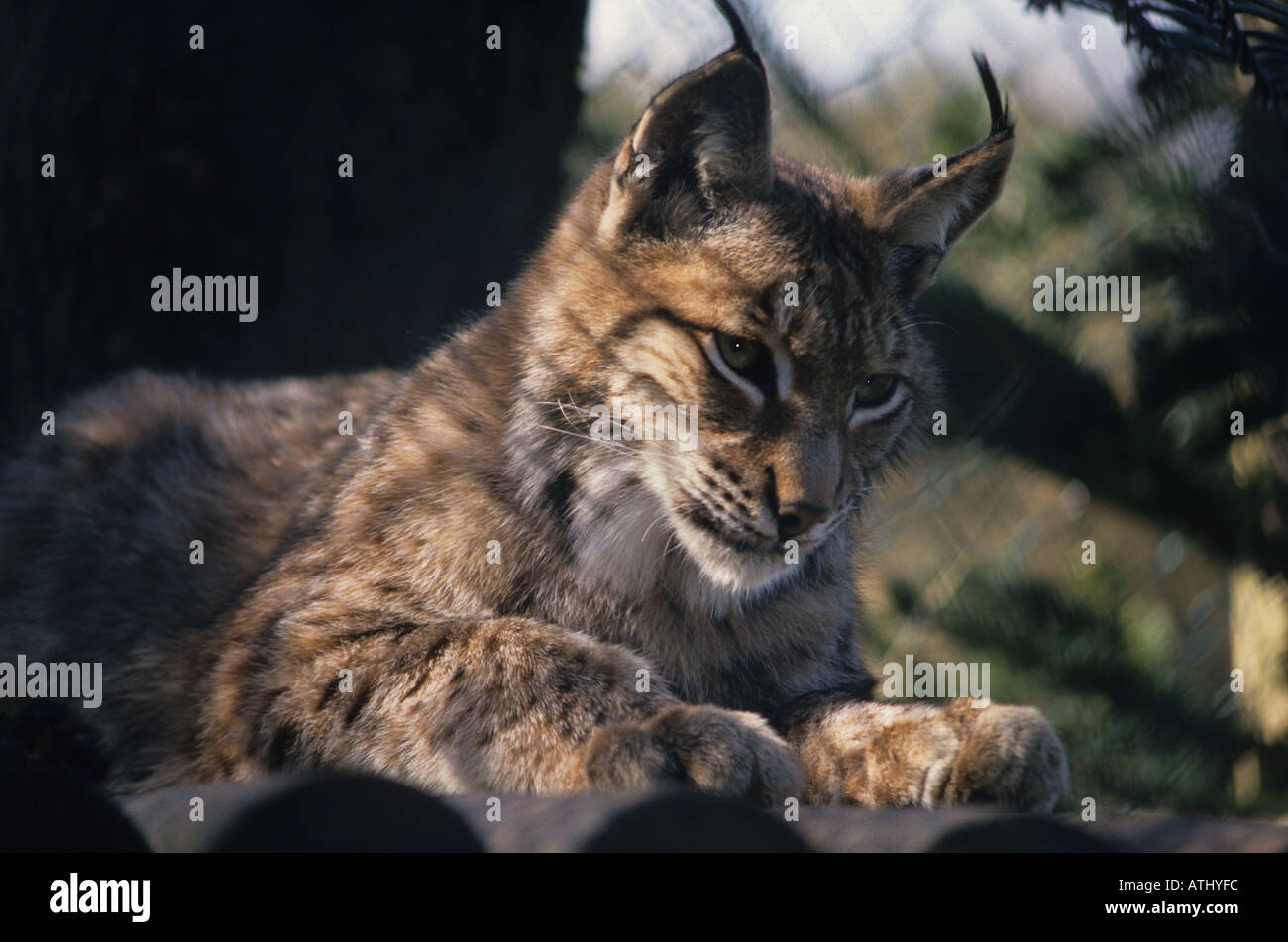 European Lynx,Also Called Northern Lynx Stock Photo - Alamy