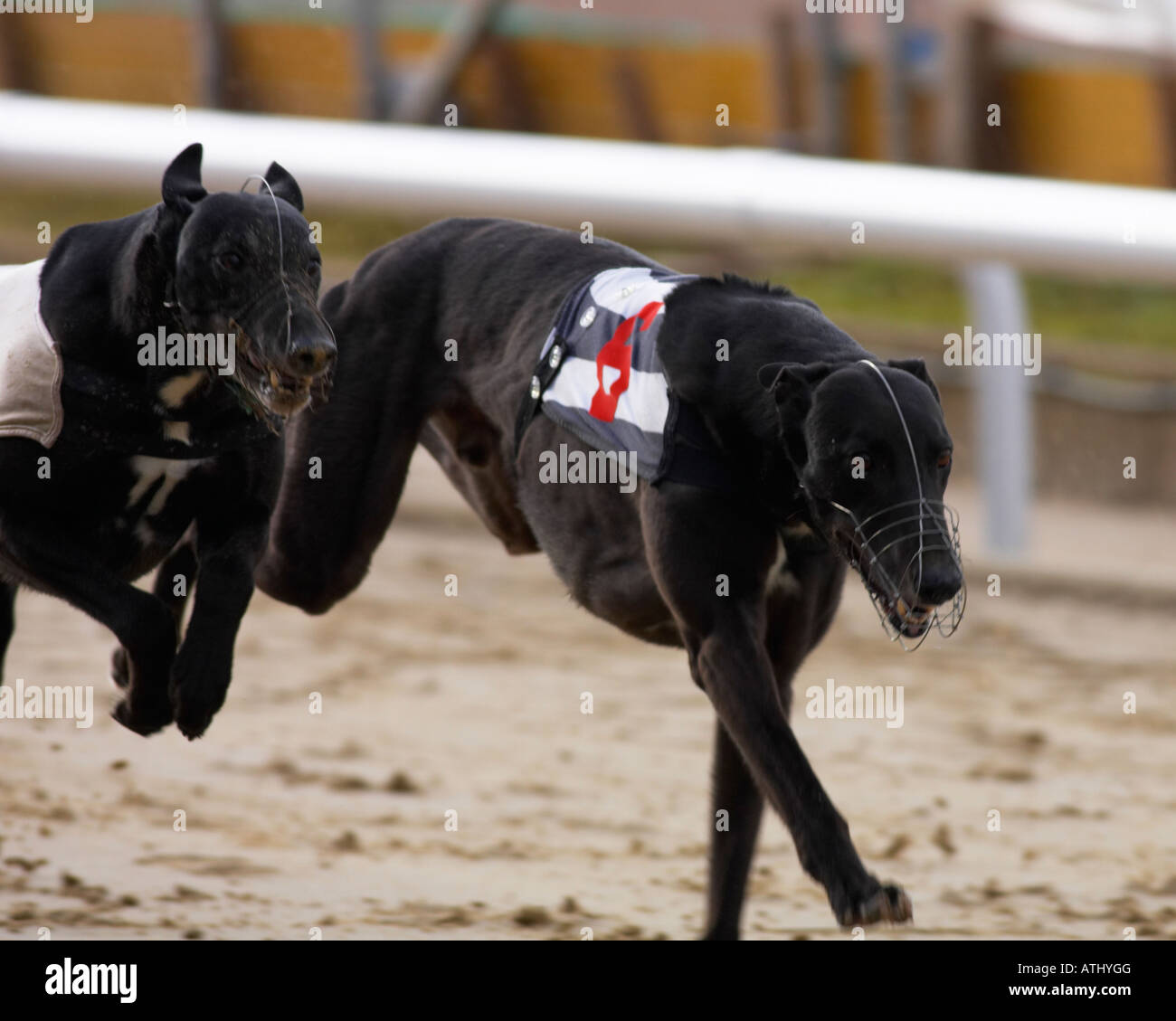 Greyhounds racing hi-res stock photography and images - Alamy
