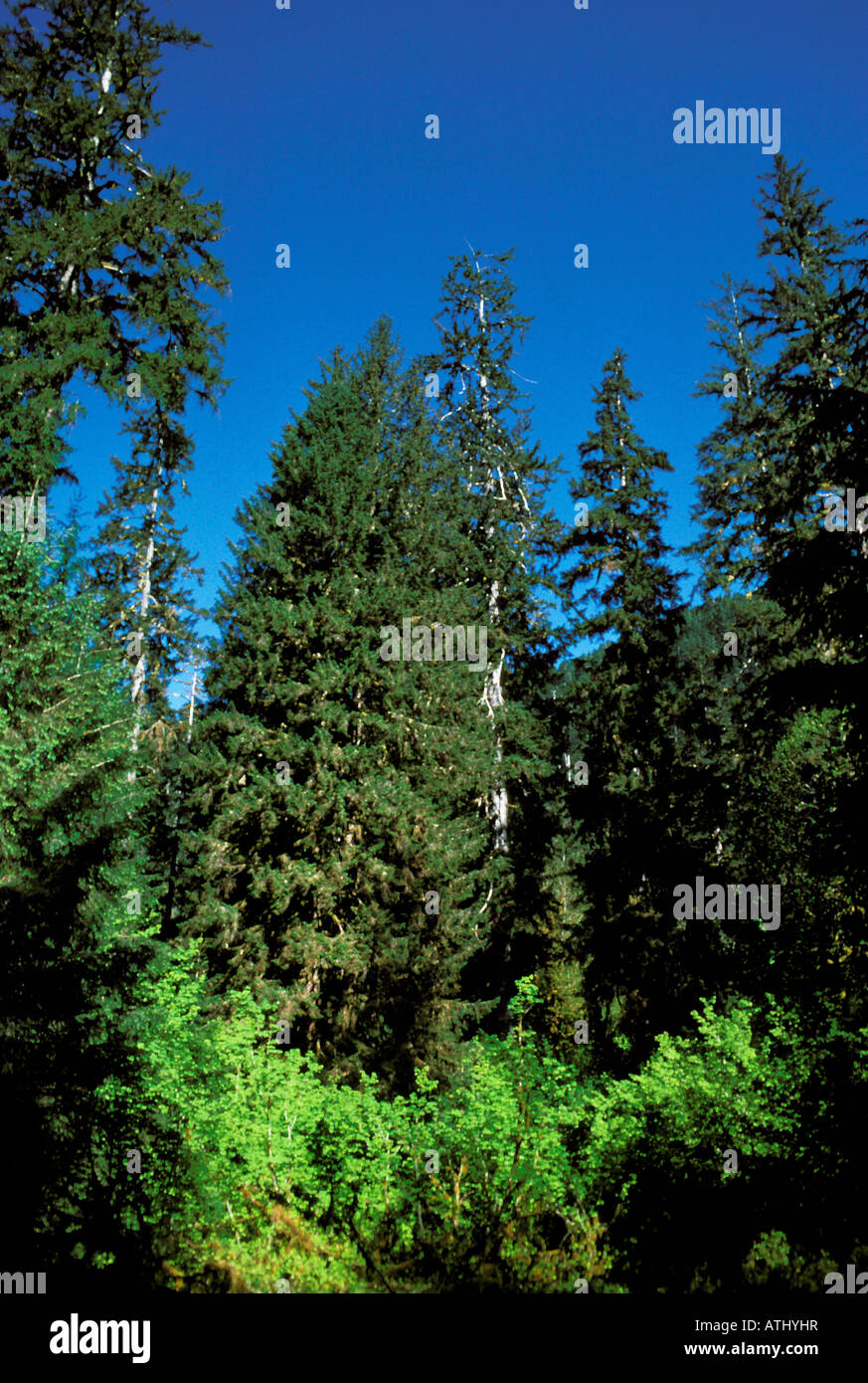 WA Washington State Olympic National Park Hoh Rain Forest rainforest ...