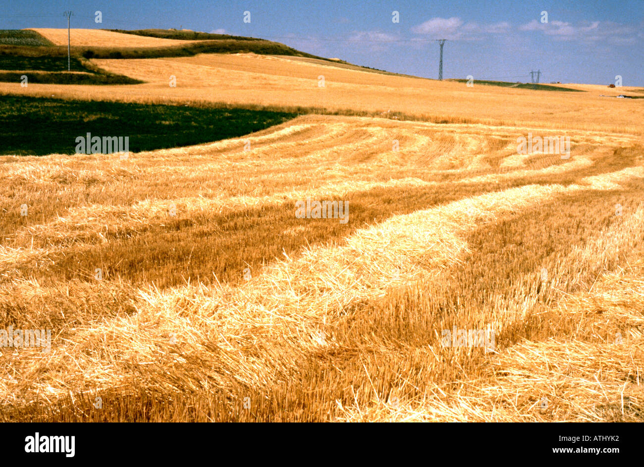 Wheat field near Burgos, Spain Stock Photo - Alamy