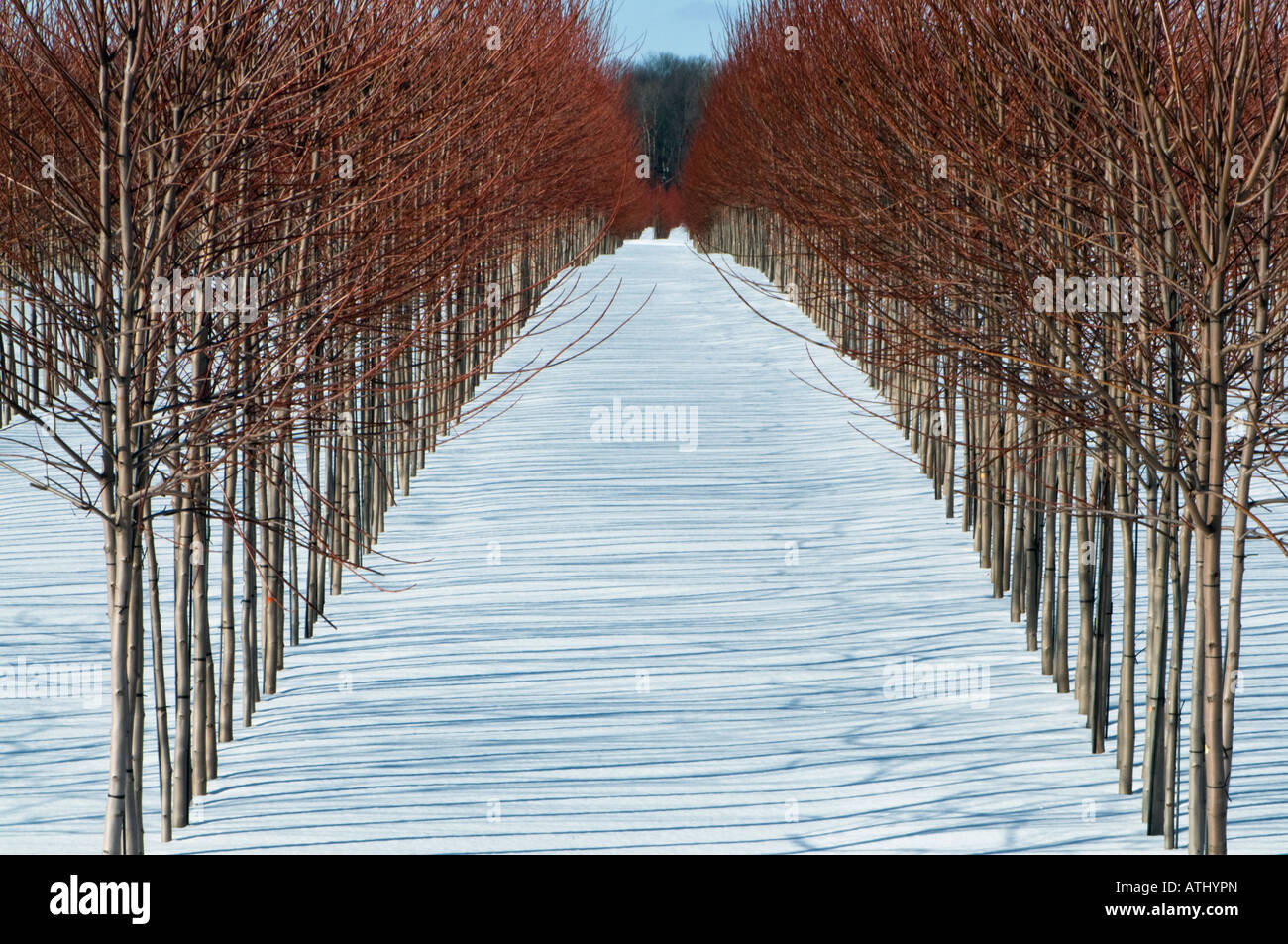 Tree farm in winter Stock Photo - Alamy