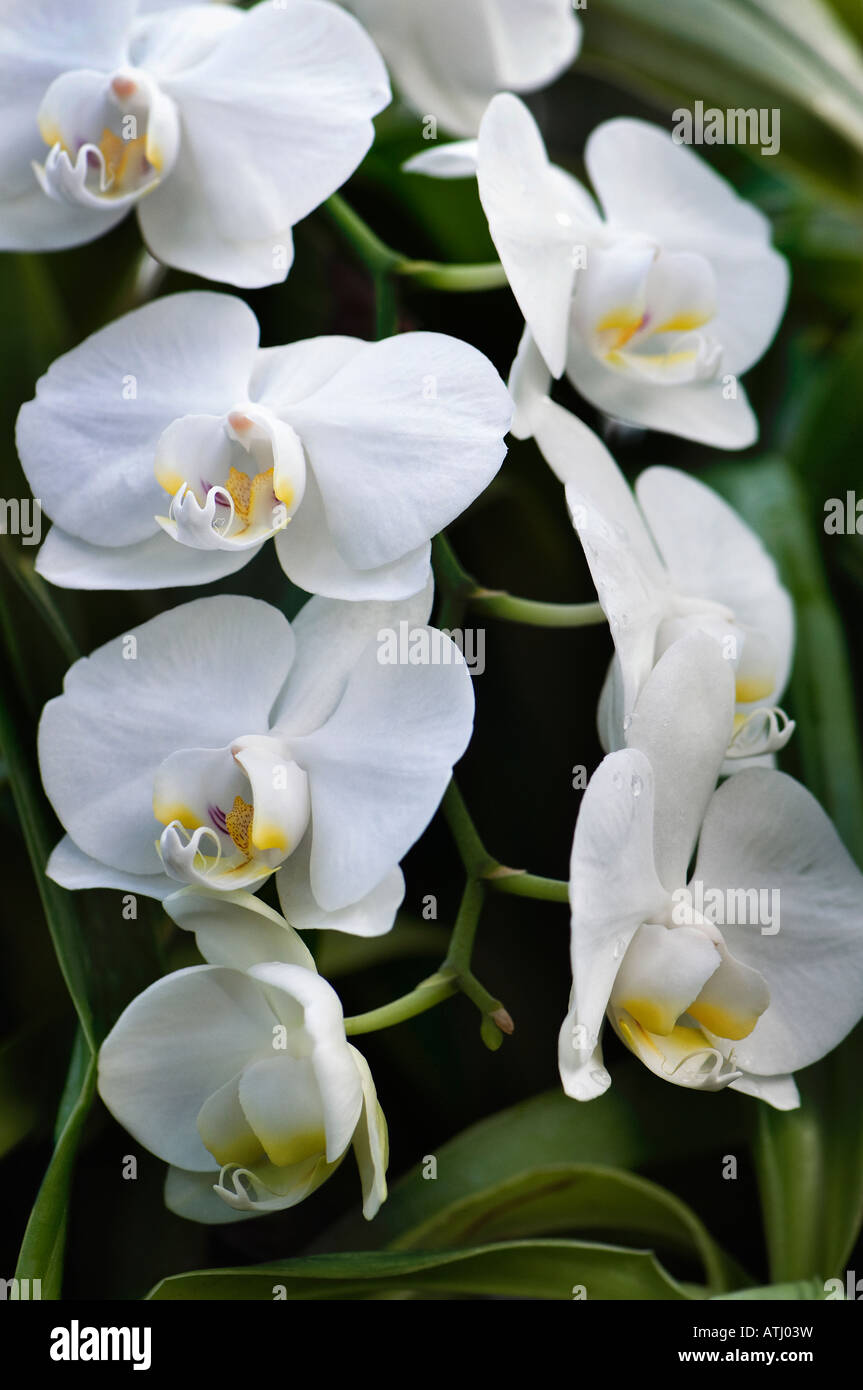 Up close shot of orchid Stock Photo - Alamy