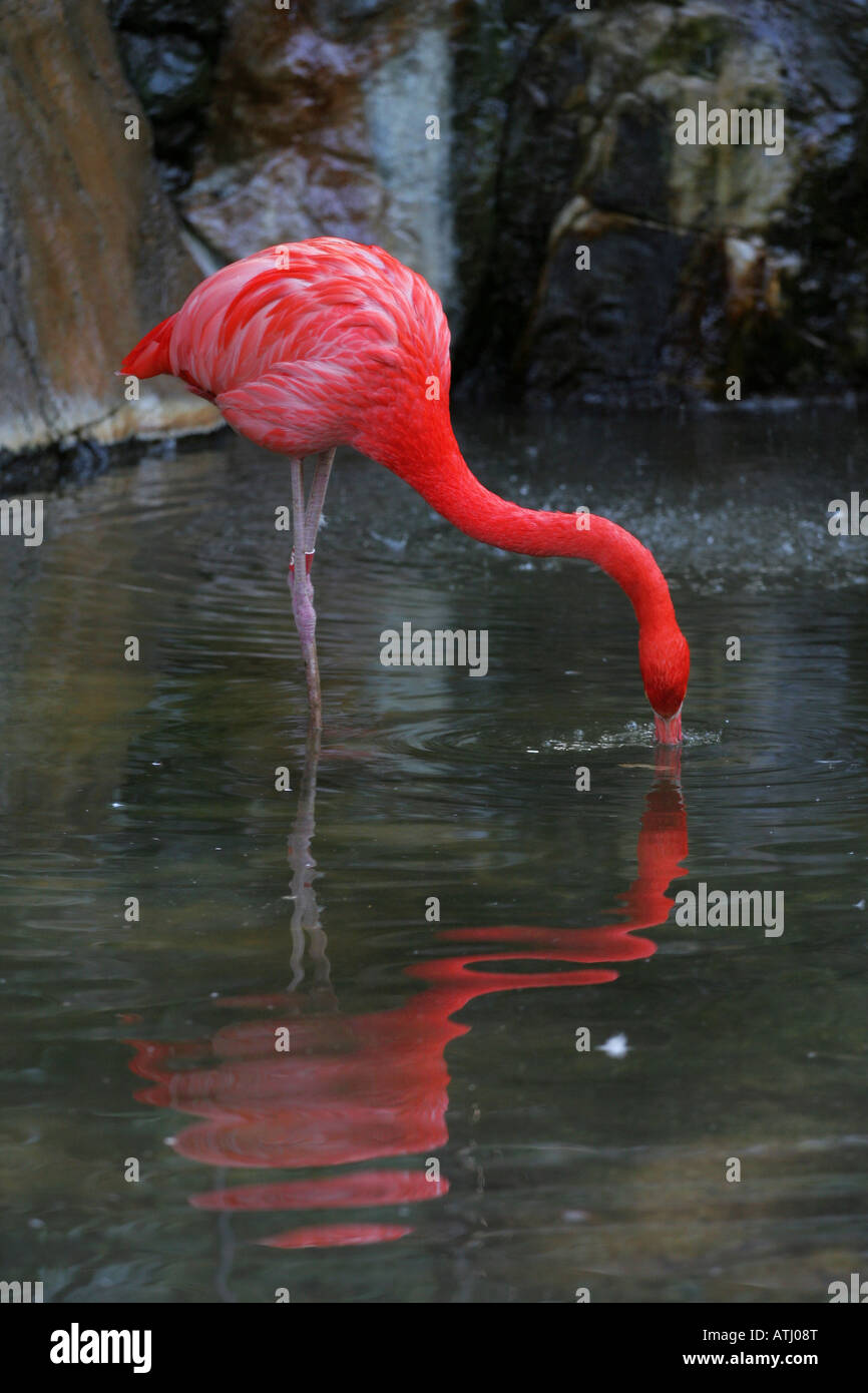 A beautiful graceful pink flamingo Stock Photo - Alamy