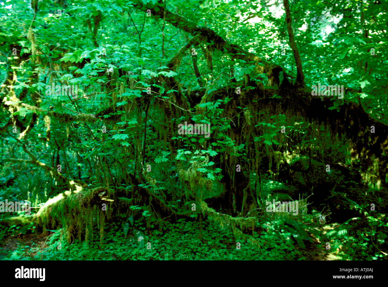 WA Washington State Olympic National Park Hoh Rain Forest rainforest ...