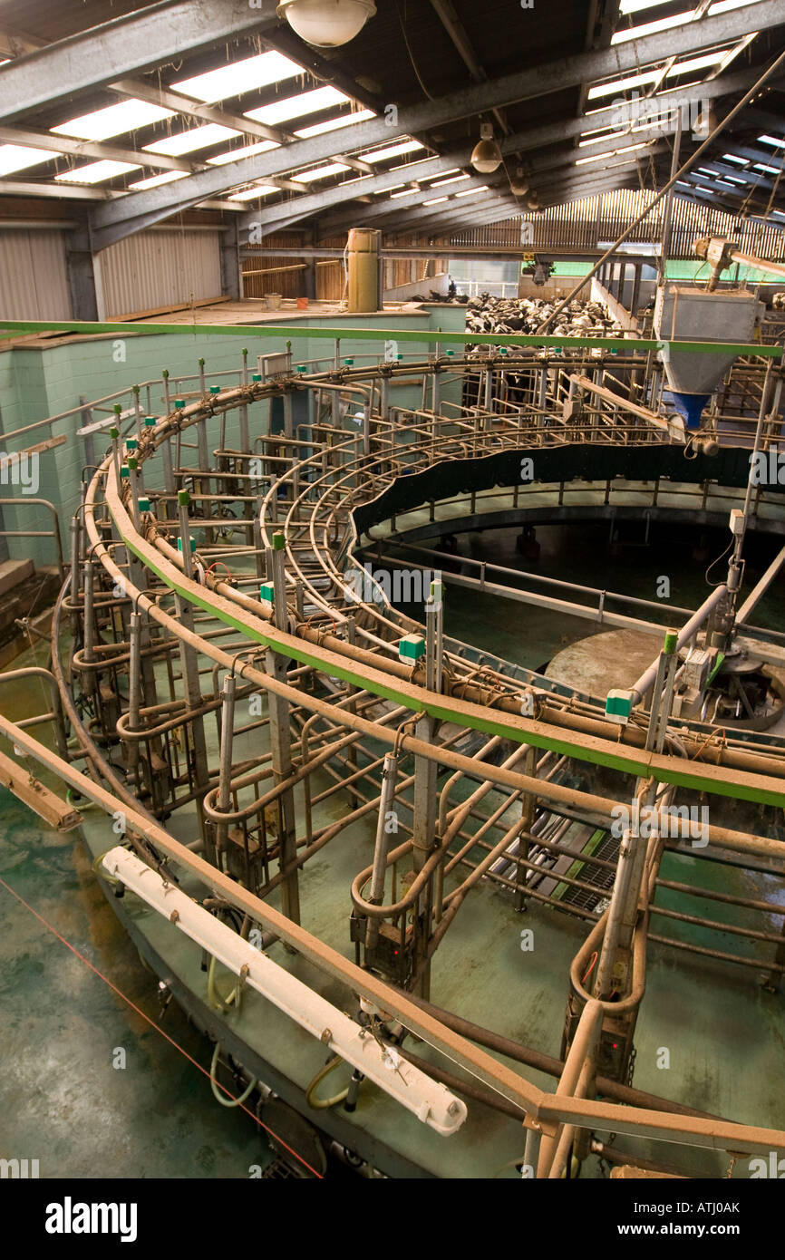 farming cows in automatic revolving milking parlour Stock Photo - Alamy