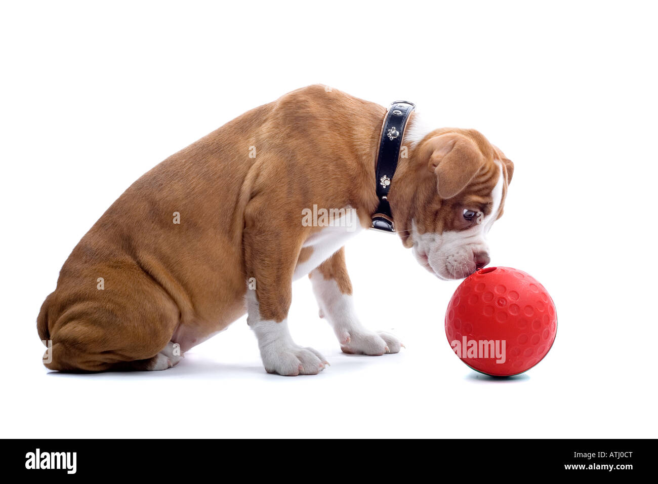 Renaissance Bulldog dog isolated on a white background playing with a ...