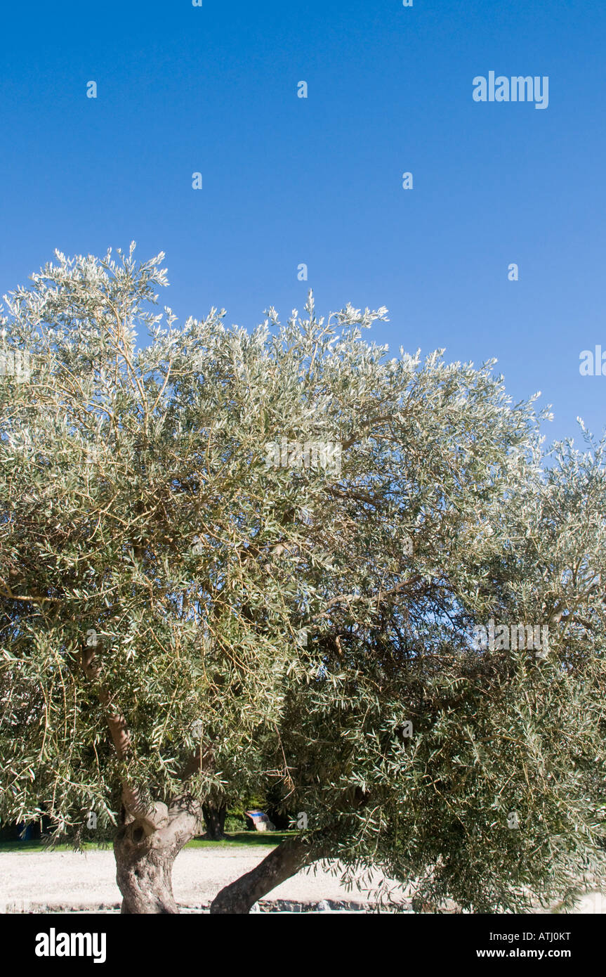 Israel Olive tree Stock Photo - Alamy