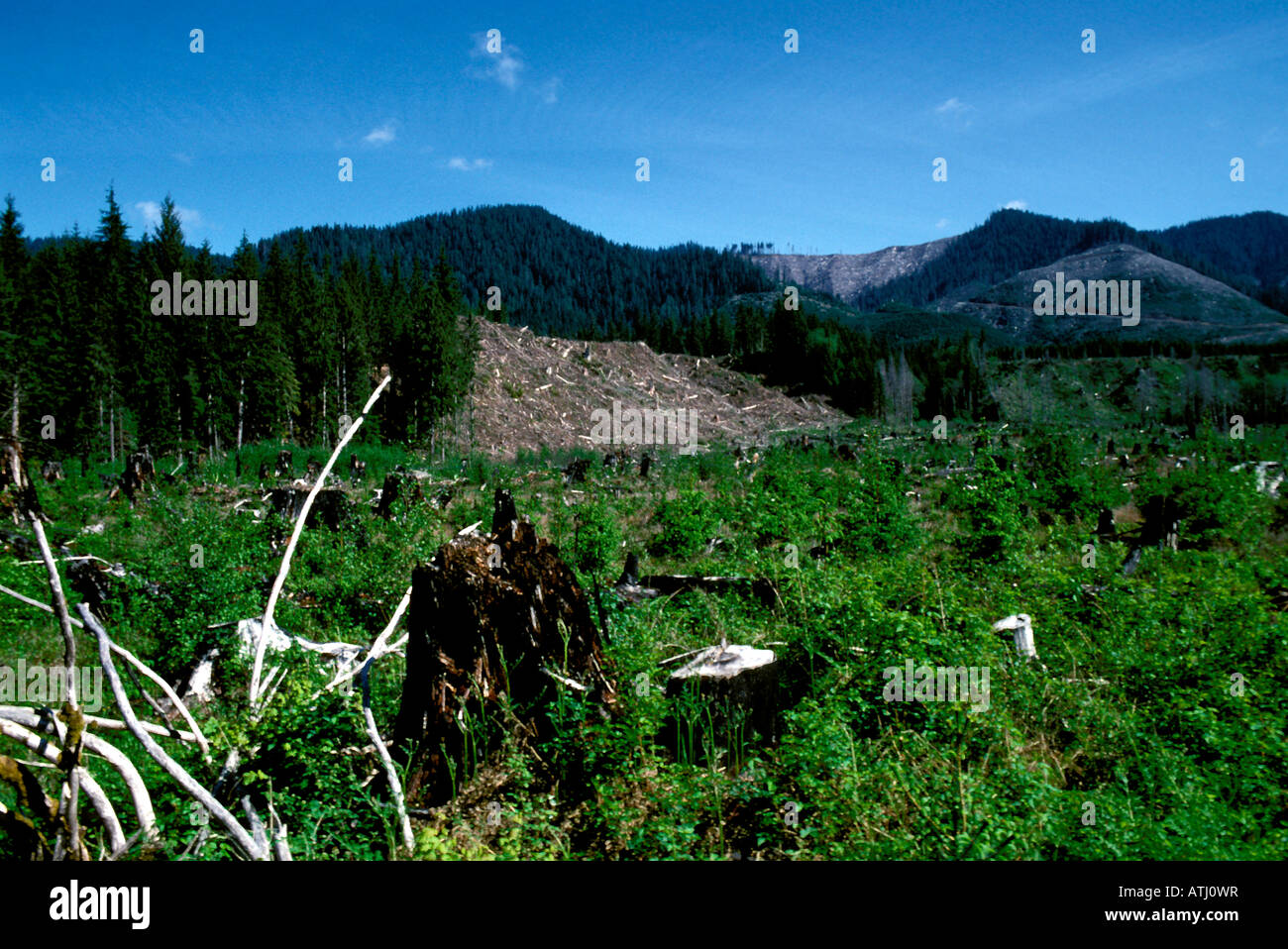 Olympic national forest cutting trees hi-res stock photography and ...