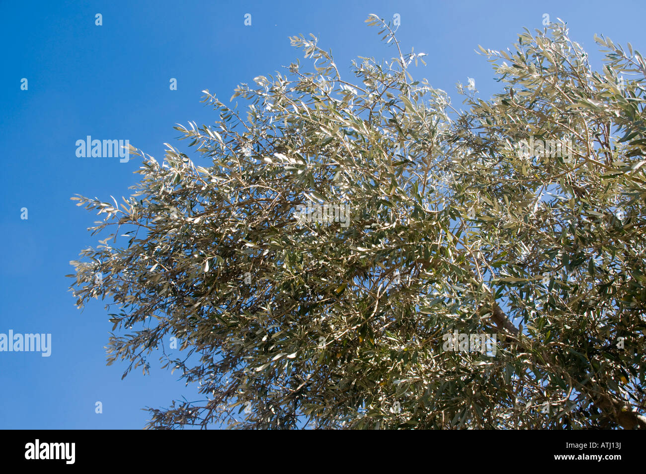 Israel Olive tree Stock Photo - Alamy