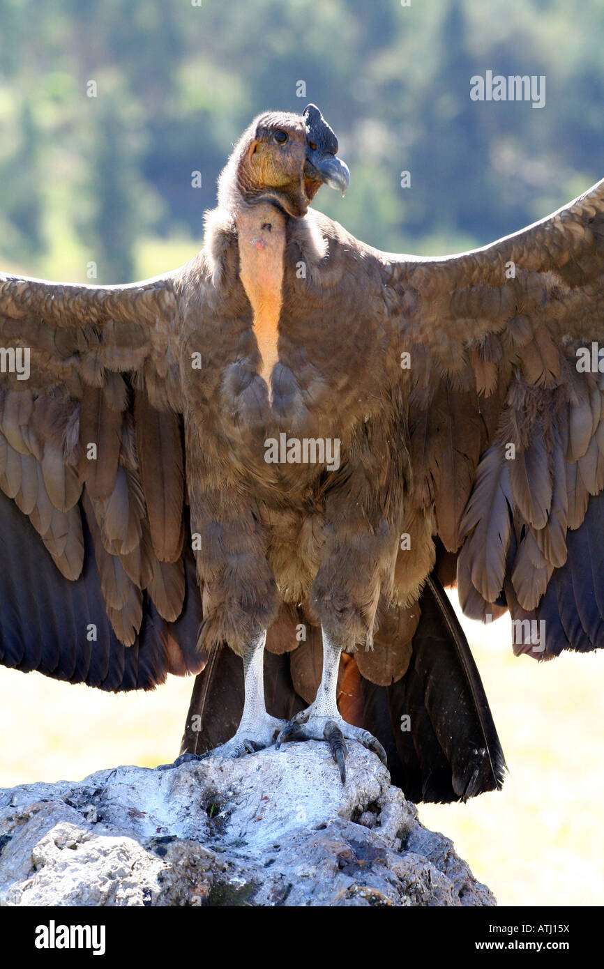 Closeup of an Andean Condor (Vultur gryphus) that frequents the Inca's ...