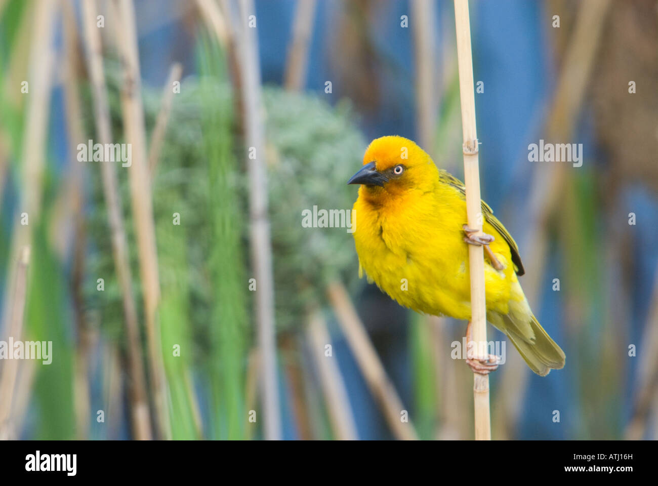 Reeds reeds [cape reed] hi-res stock photography and images - Alamy