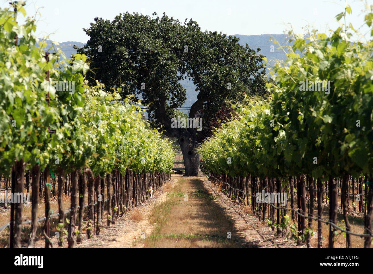 Oak trees grape vines in hi-res stock photography and images - Alamy