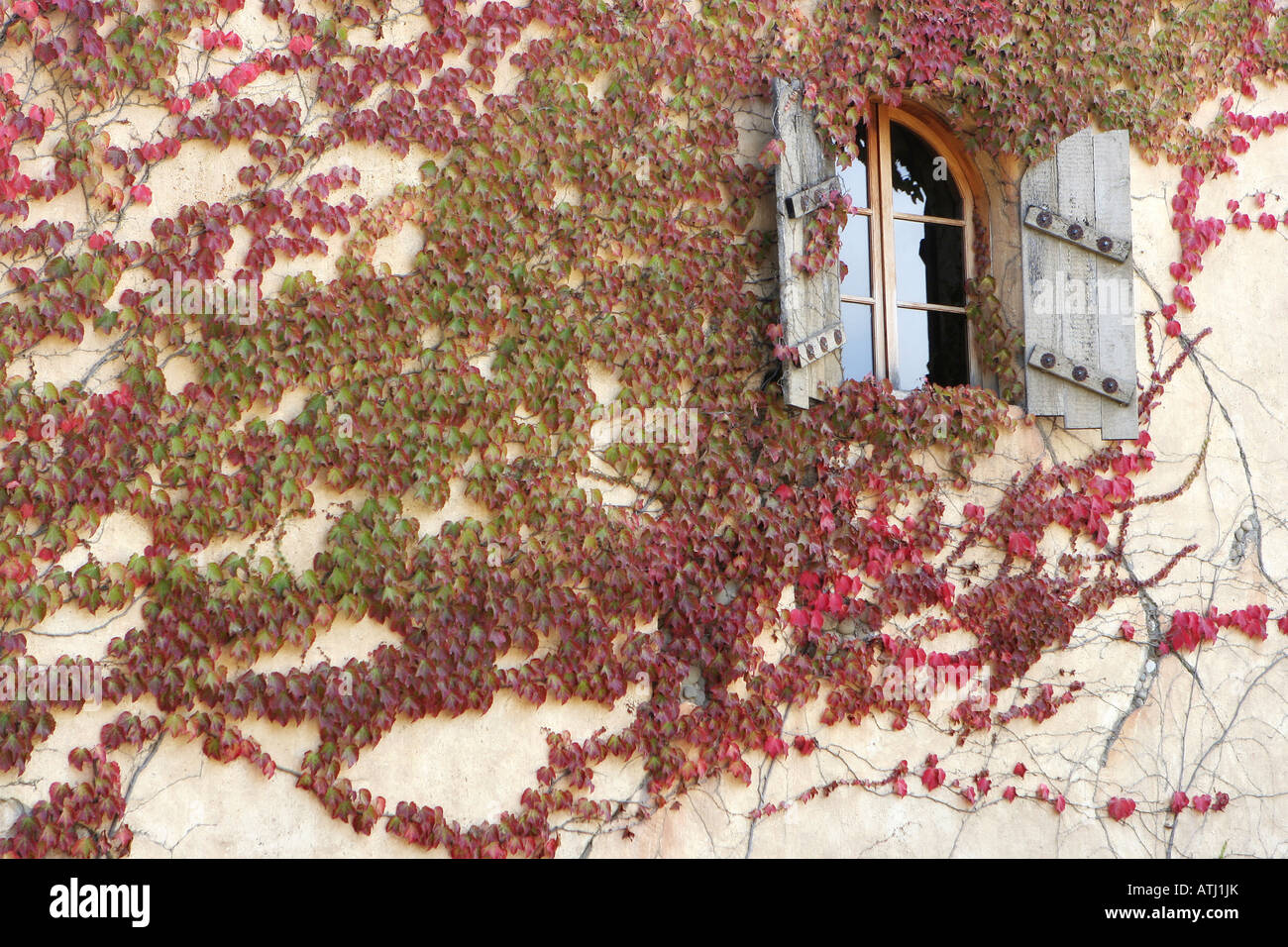 Ivy vines with fall color on a wall with beautiful window Stock Photo ...