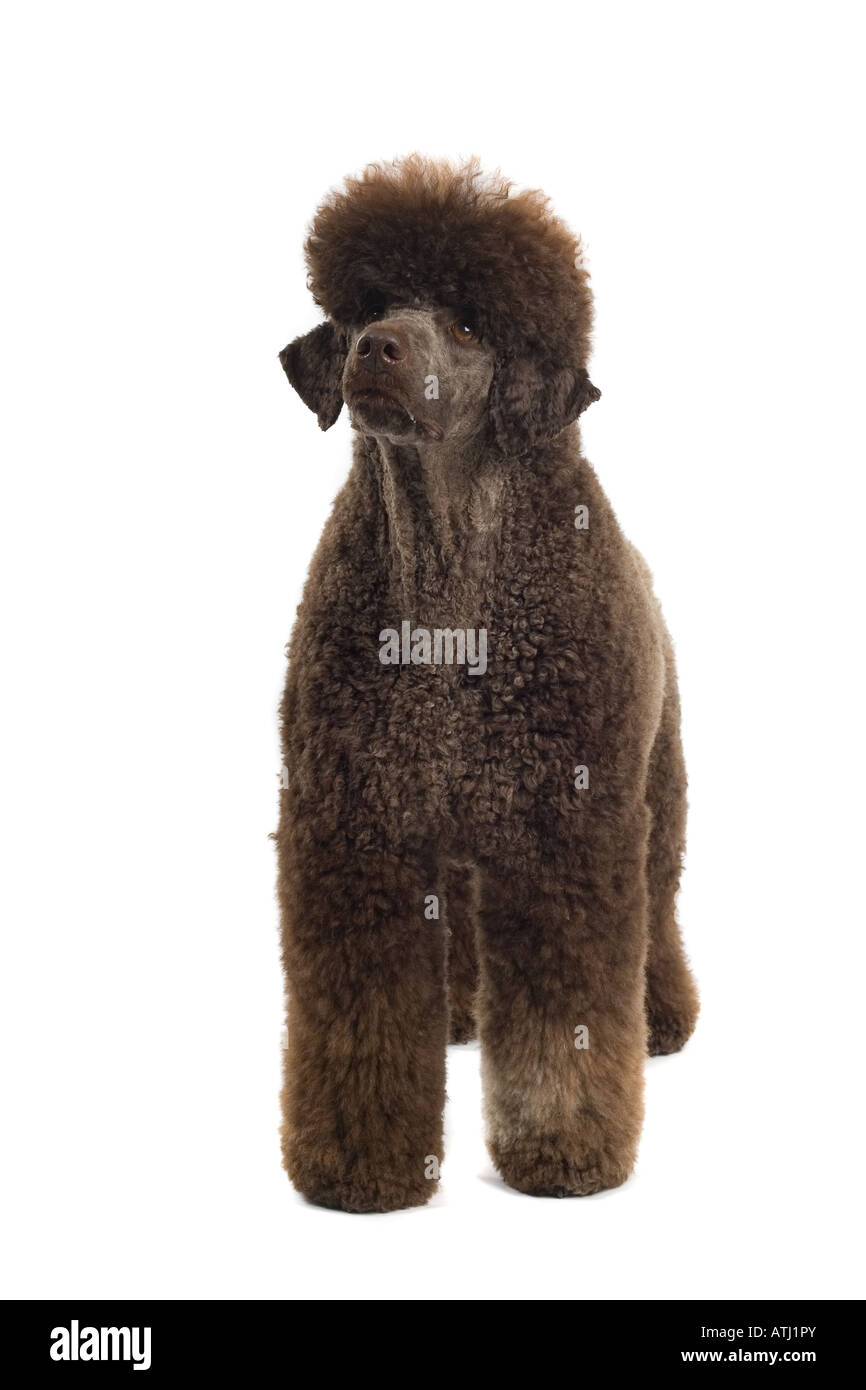a brown king poodle isolated on a white background Stock Photo - Alamy