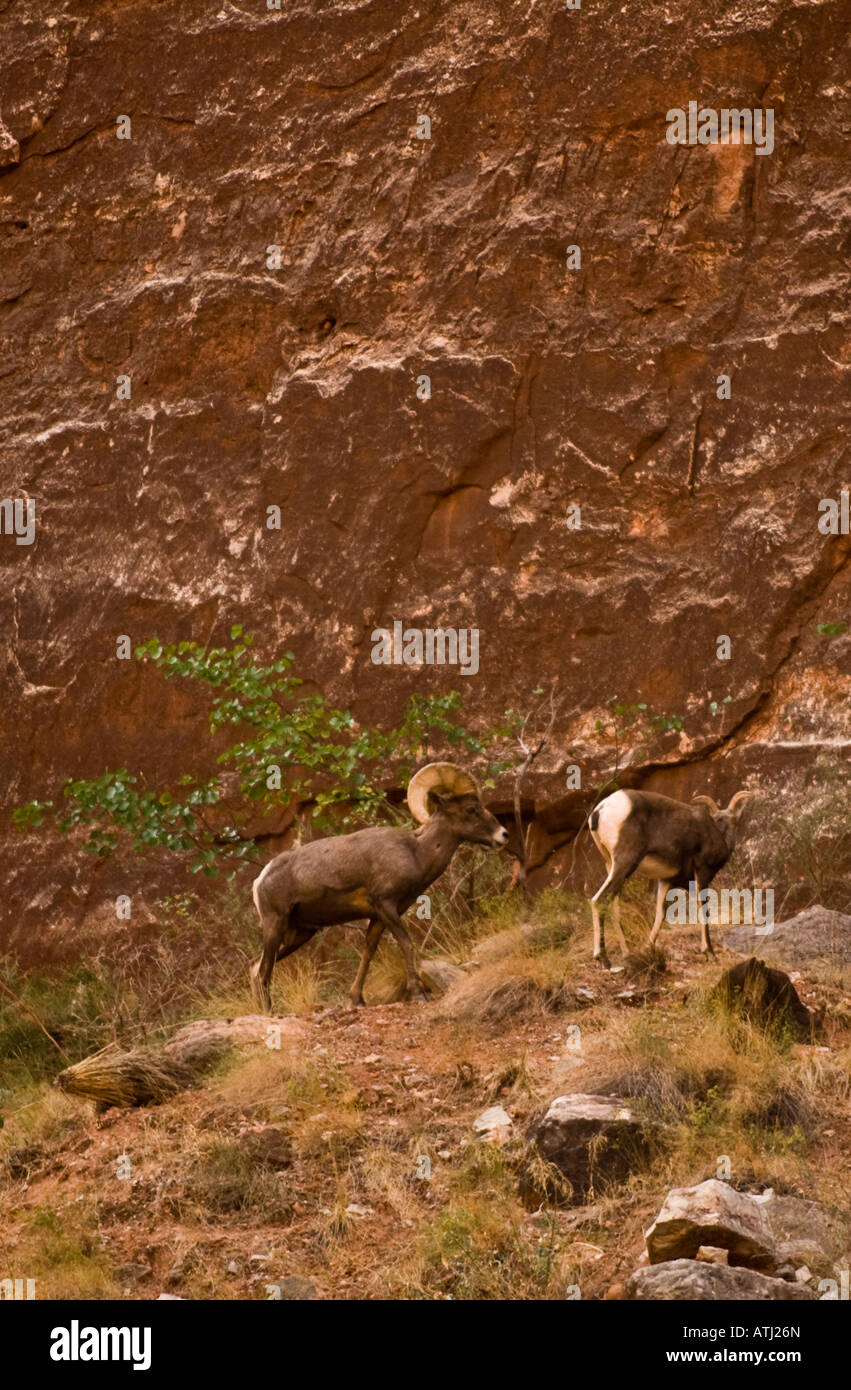 Big horn Ram above Vasey s Paradise on the Colorado River in the Grand Canyon National Park ...