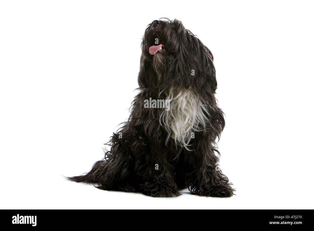 black sheepdog looking up isolated on a white background Stock Photo ...