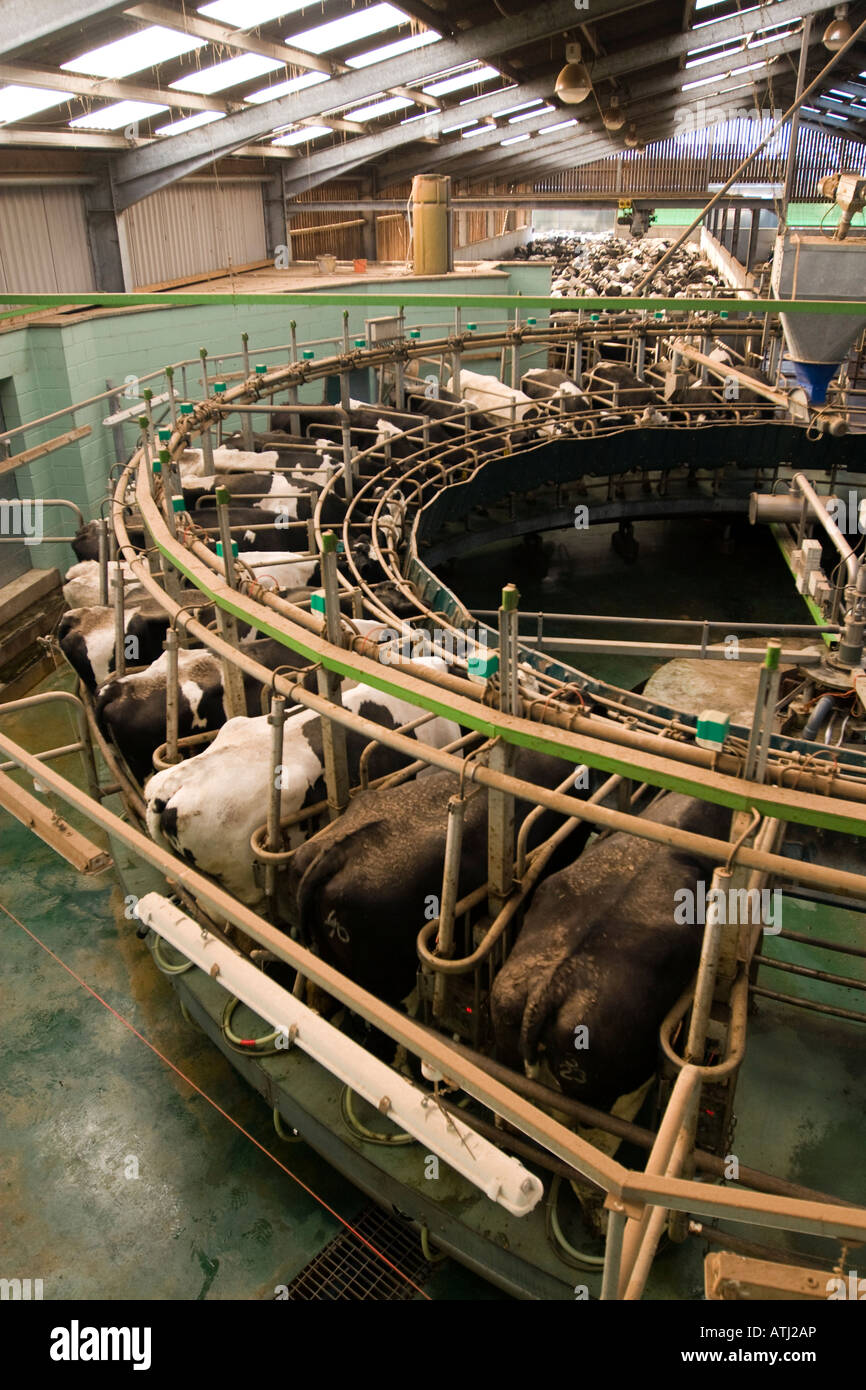 farming cows in automatic revolving milking parlour Stock Photo - Alamy