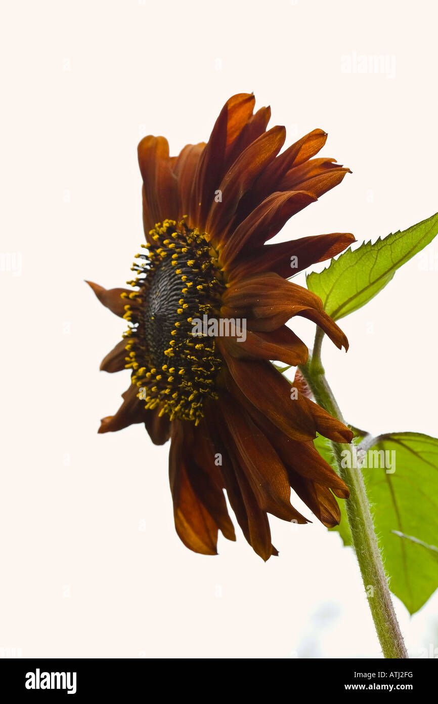 Profile of bronze sunflower against white sky Stock Photo - Alamy