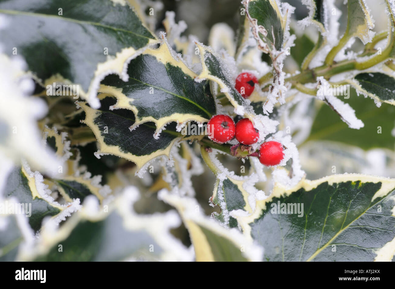 Holly Covered In Frost High Resolution Stock Photography and Images - Alamy