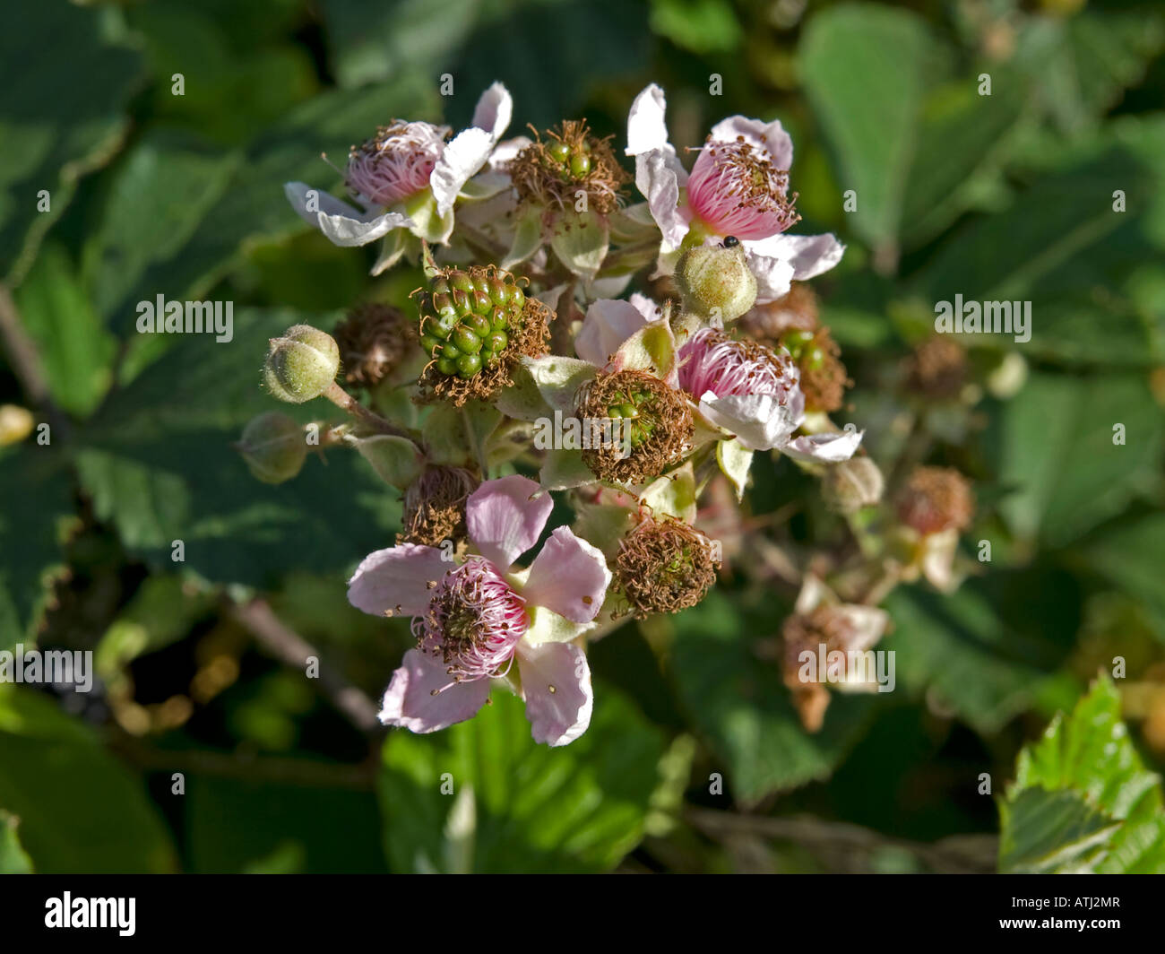 flowering blackberry Rubus fructicosus blackberries on bush Stock Photo ...