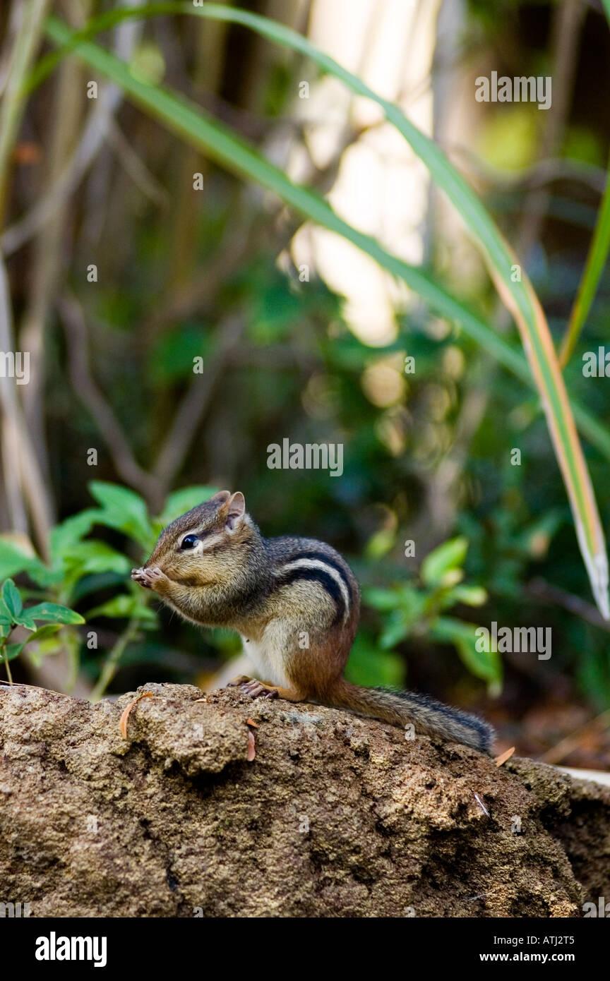 Chipmunk pictures hi-res stock photography and images - Alamy