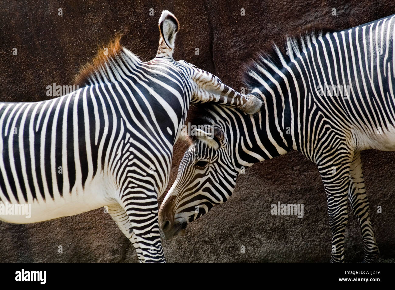 Zebra mating hi-res stock photography and images - Alamy