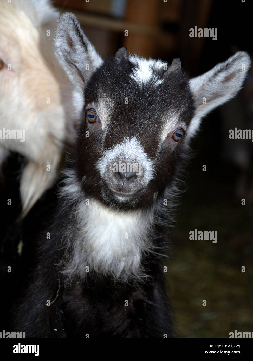 Baby goat child hi-res stock photography and images - Alamy